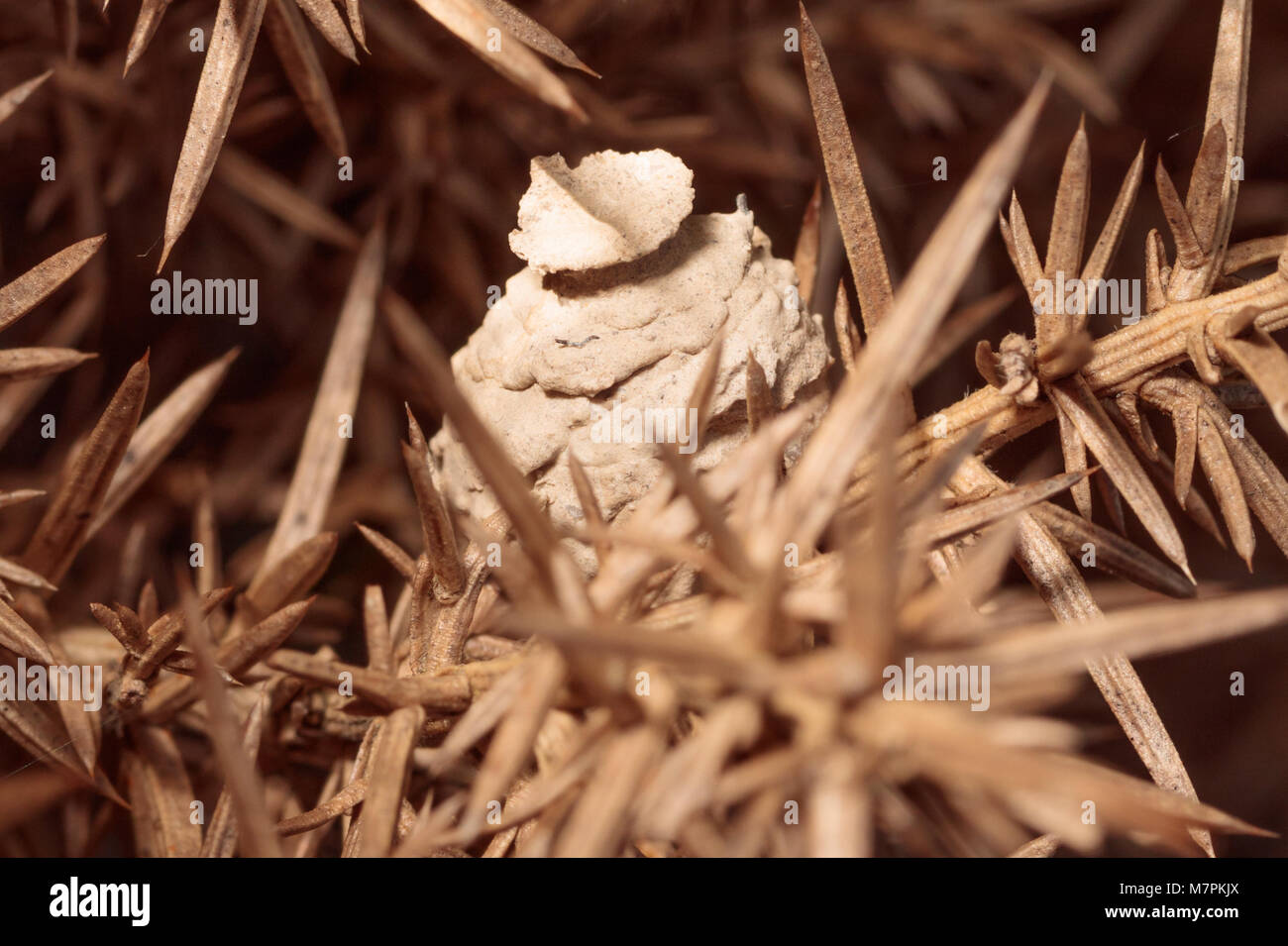 Nest of heath potter wasp hi-res stock photography and images - Alamy