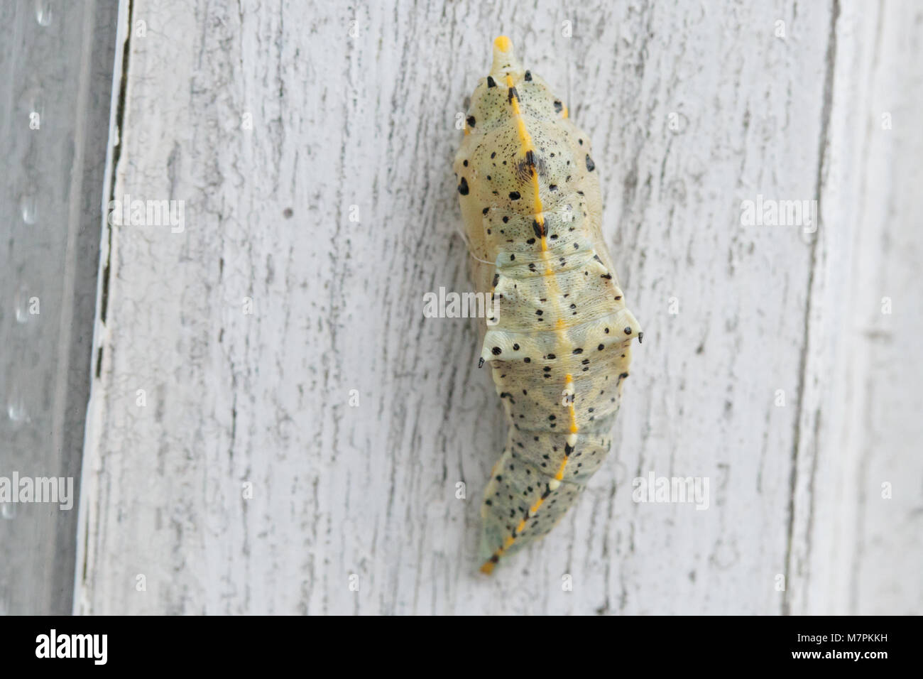 Large white butterfly pupa hi-res stock photography and images - Alamy