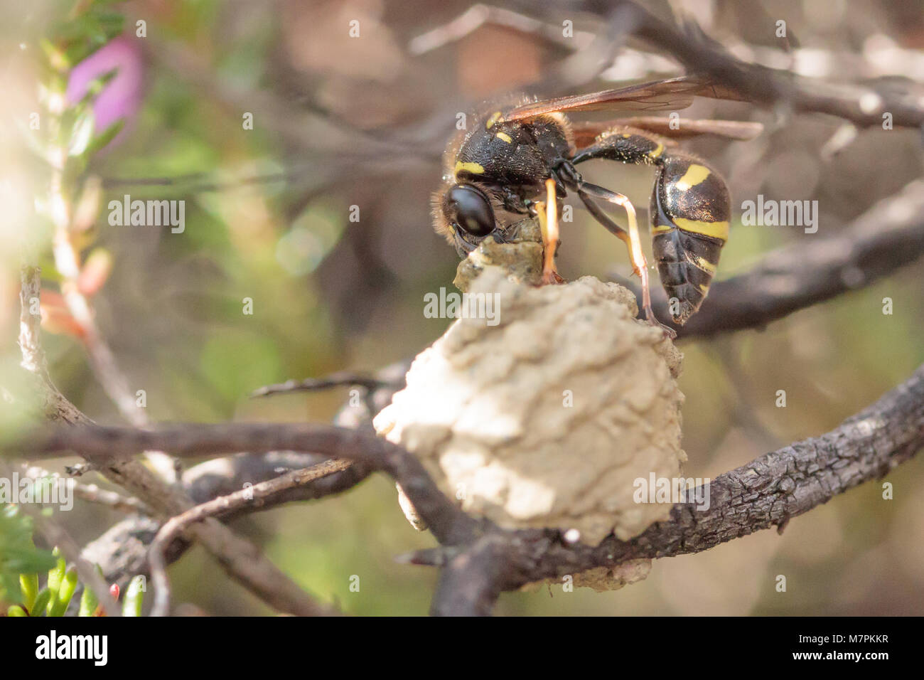Heath potter wasp (Eumenes coarctatus) constructing clay nest pot in ...