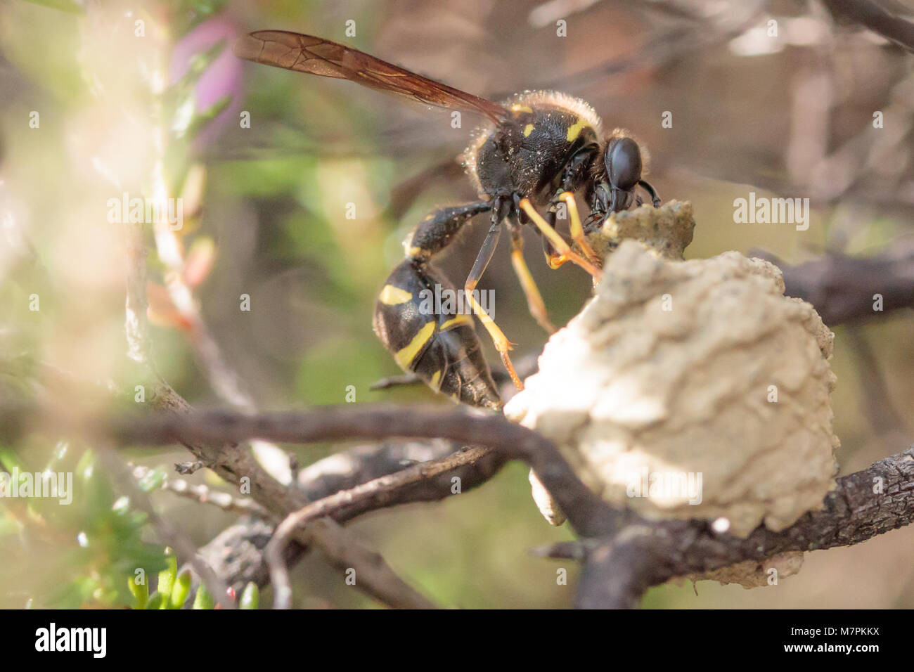 Heath potter wasp (Eumenes coarctatus) constructing clay nest pot in ...