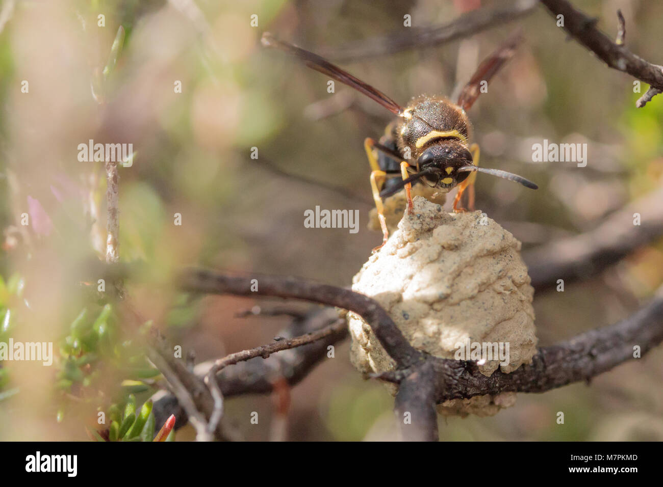 Heath potter wasp (Eumenes coarctatus) laying egg in finished nest pot ...