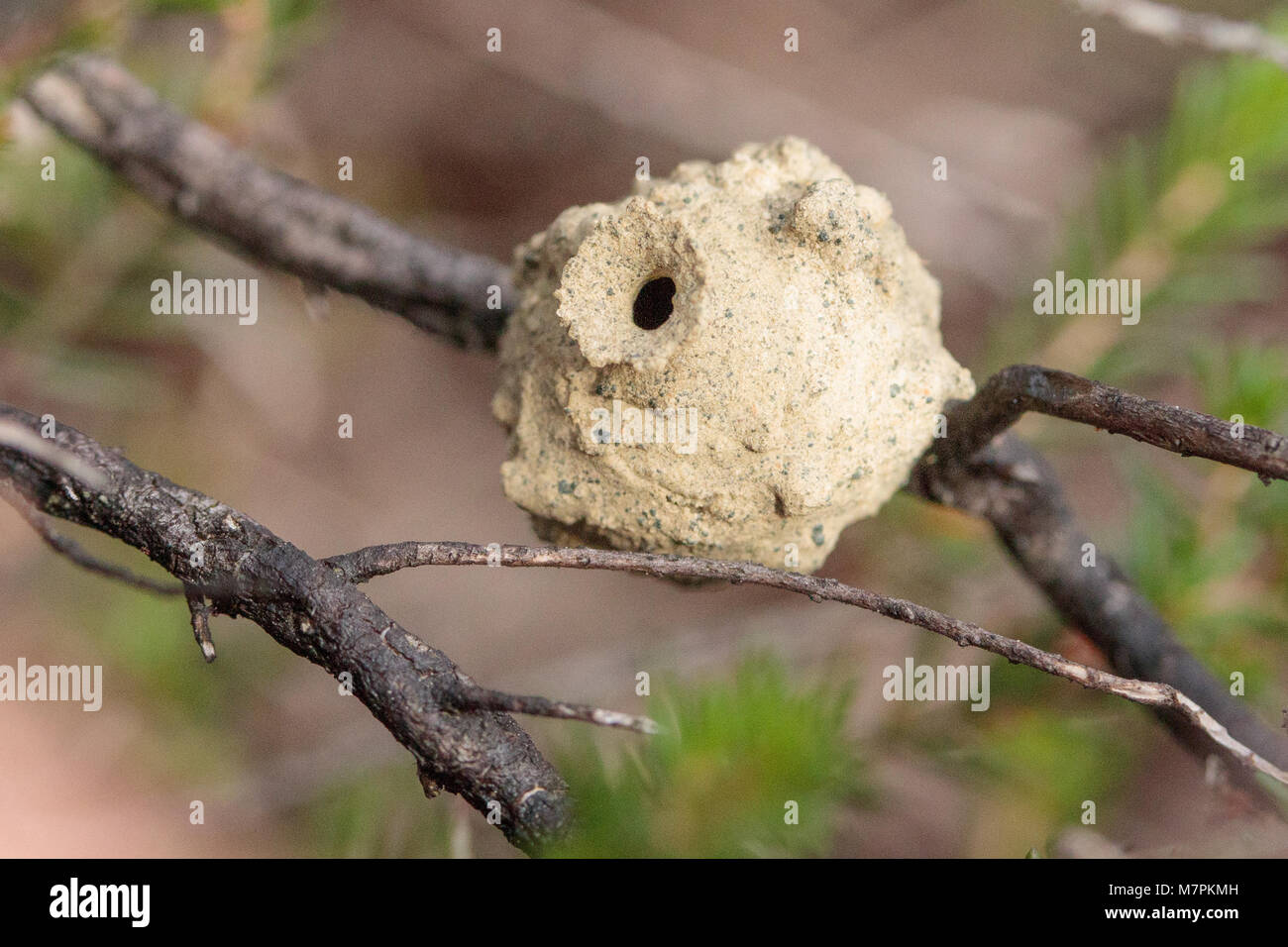 Heath potter wasp hi-res stock photography and images - Alamy