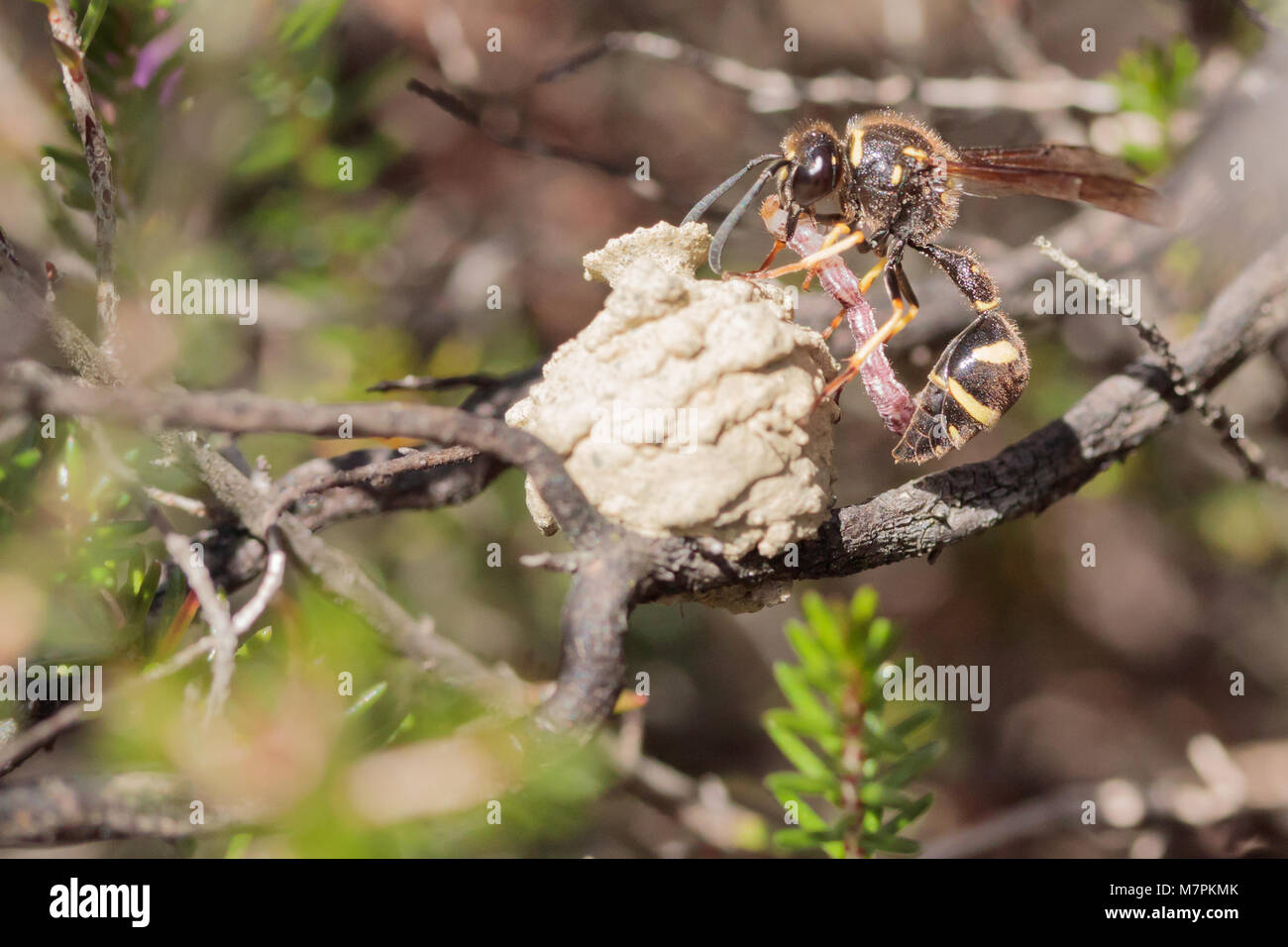 Heath potter wasp (Eumenes coarctatus) stocking nest pot with moth ...