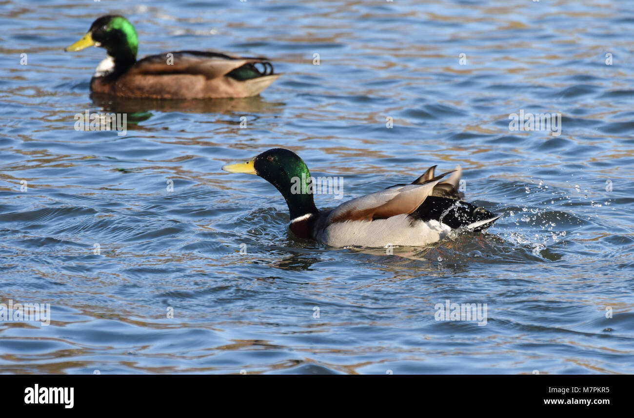 A pair of Mallards swimming on a lake Stock Photo - Alamy