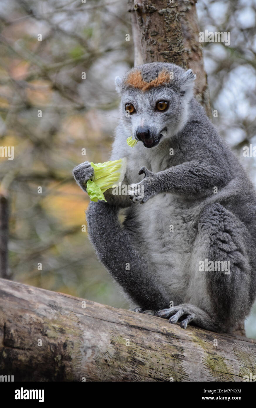 Lemur eating lettuce hi-res stock photography and images - Alamy