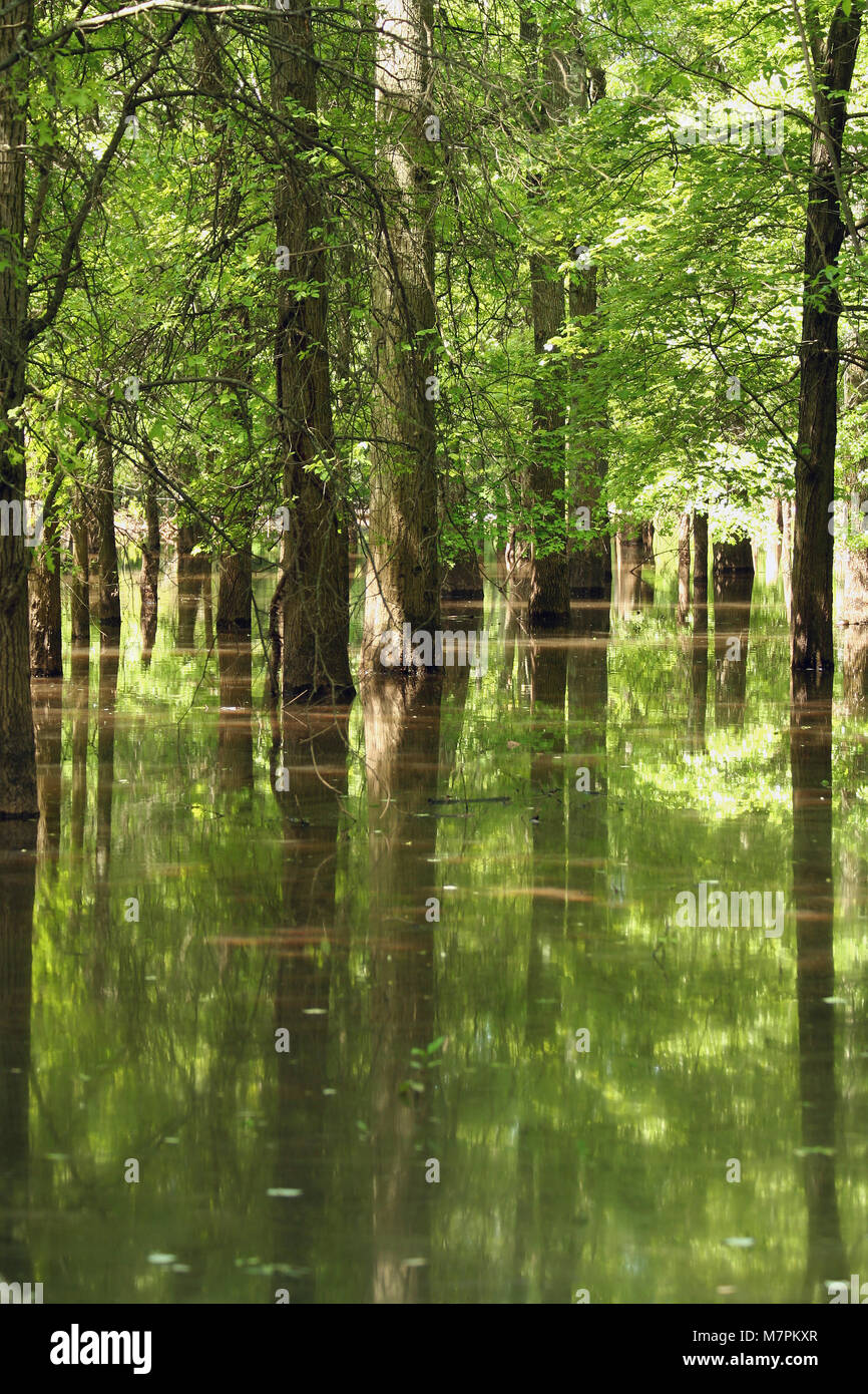 Tree reflections in water Stock Photo - Alamy