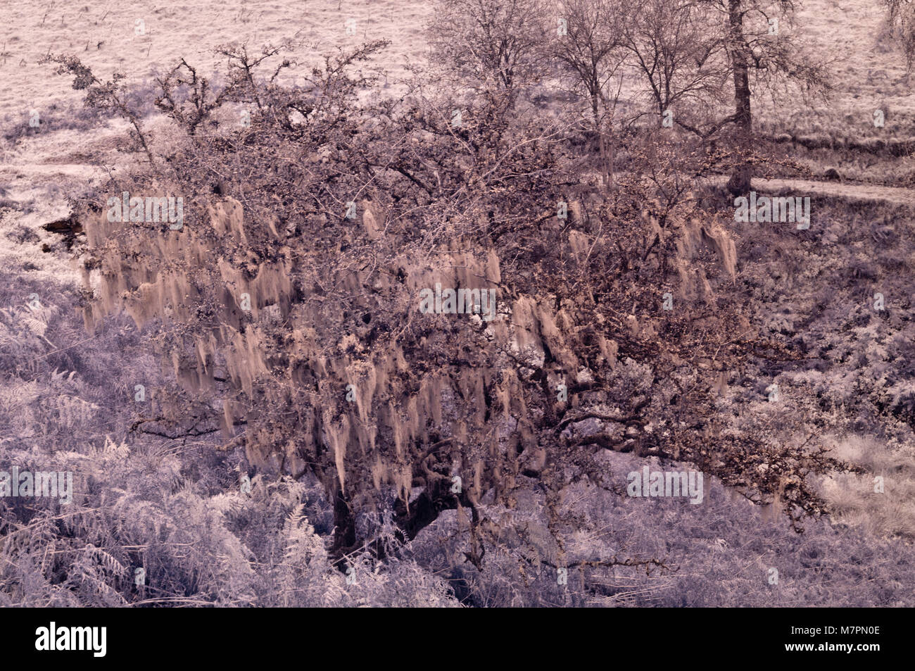 infrared picture of a tree covered in lichen on a hillside overlooking ...