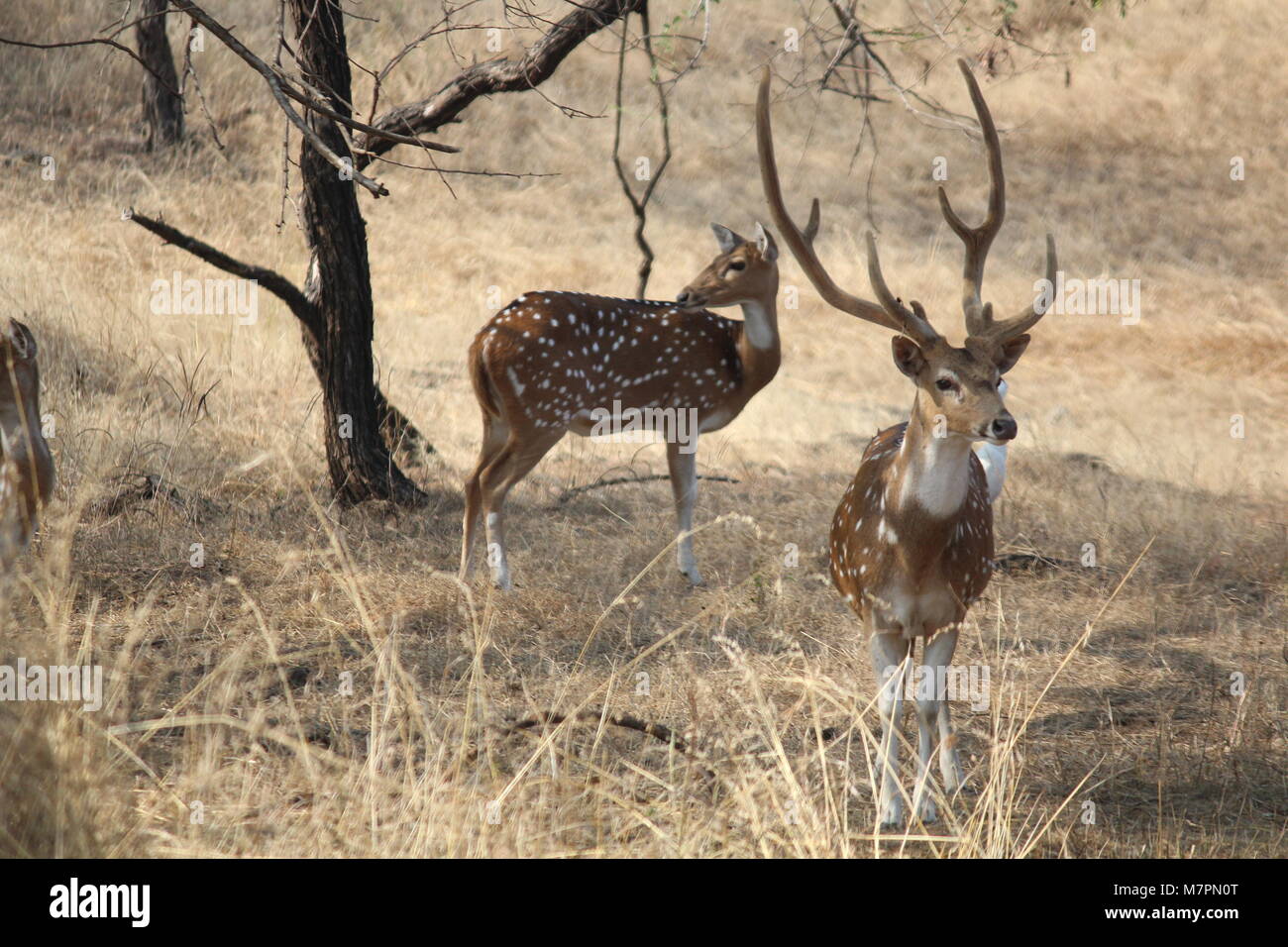 Deer in the wild Stock Photo - Alamy