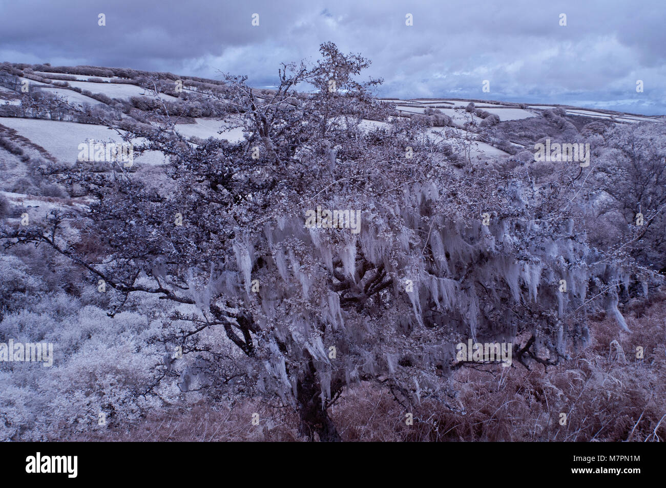 infrared picture of a tree covered in lichen on a hillside overlooking ...