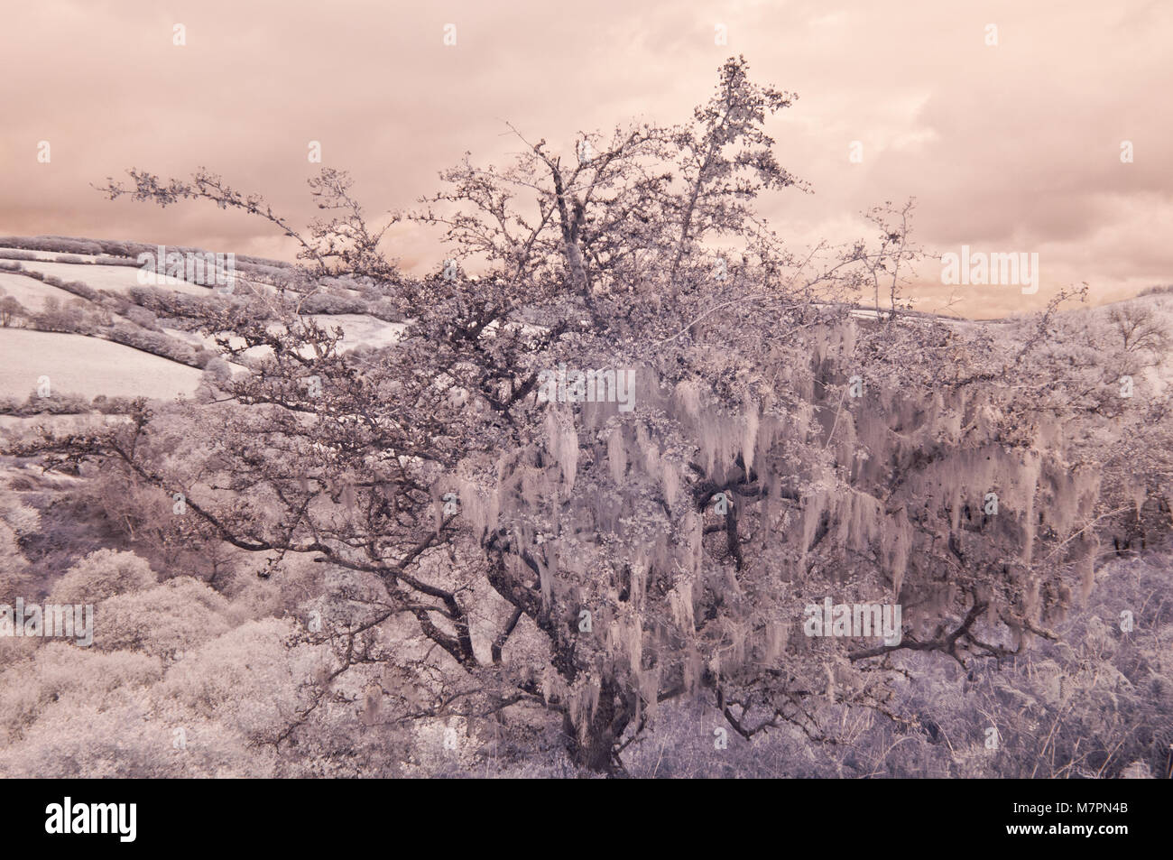 infrared picture of a tree covered in lichen on a hillside overlooking ...