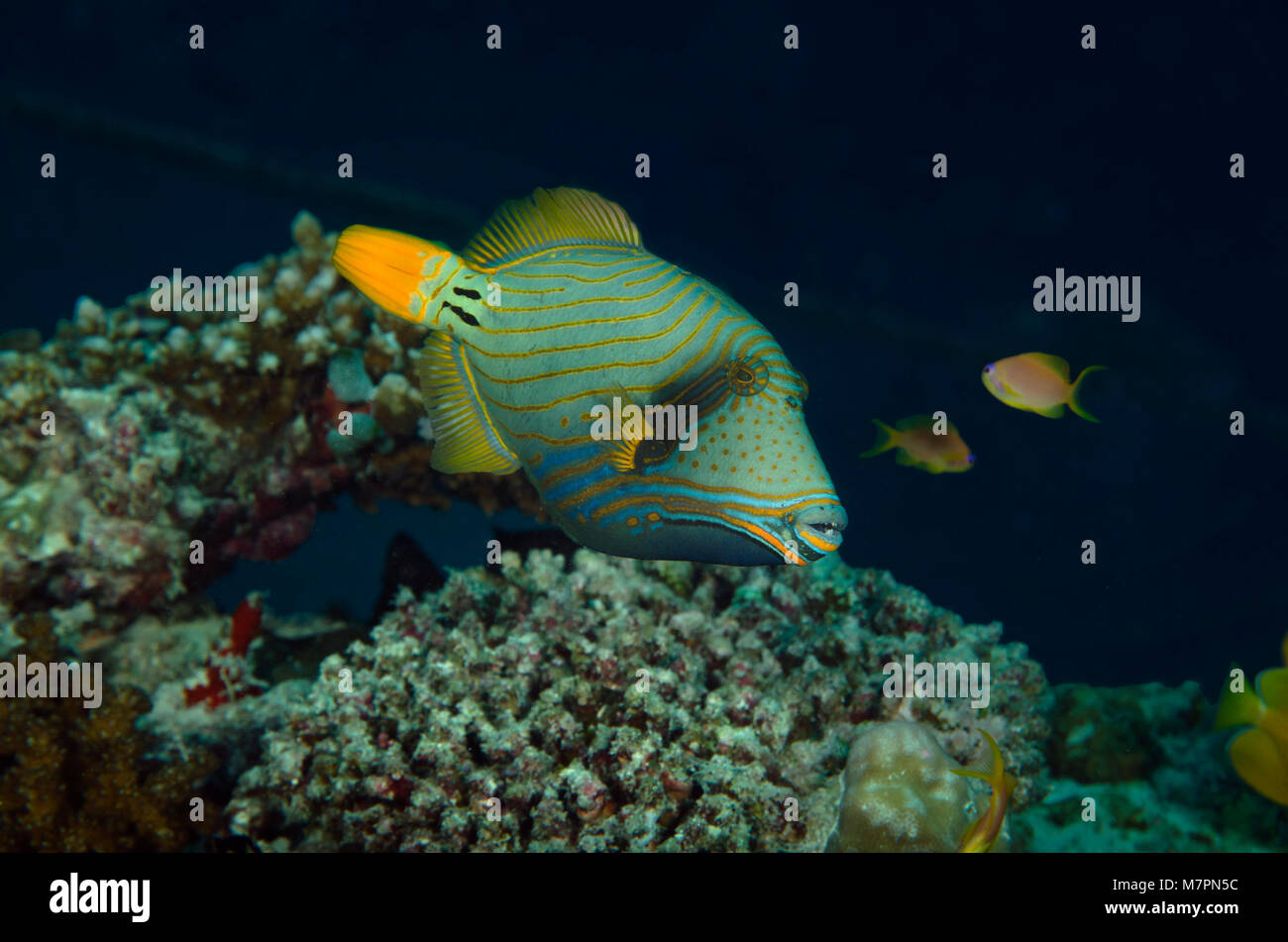 orange-lined triggerfish, Balistapus undulatus, Bathala, Maldives Stock ...