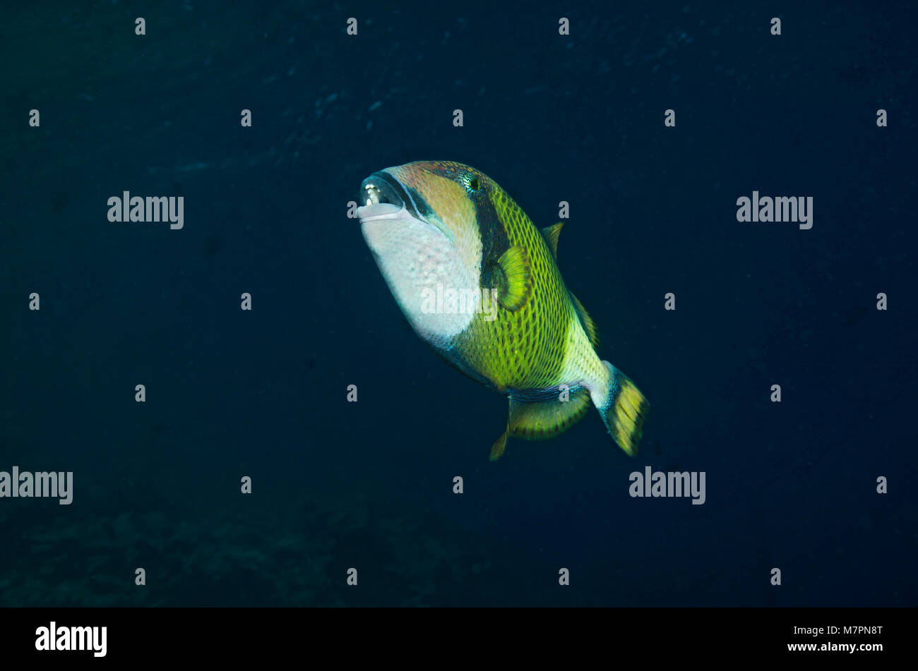 Titan triggerfish, Balistoides viridescens, swimming in Maldives Stock ...