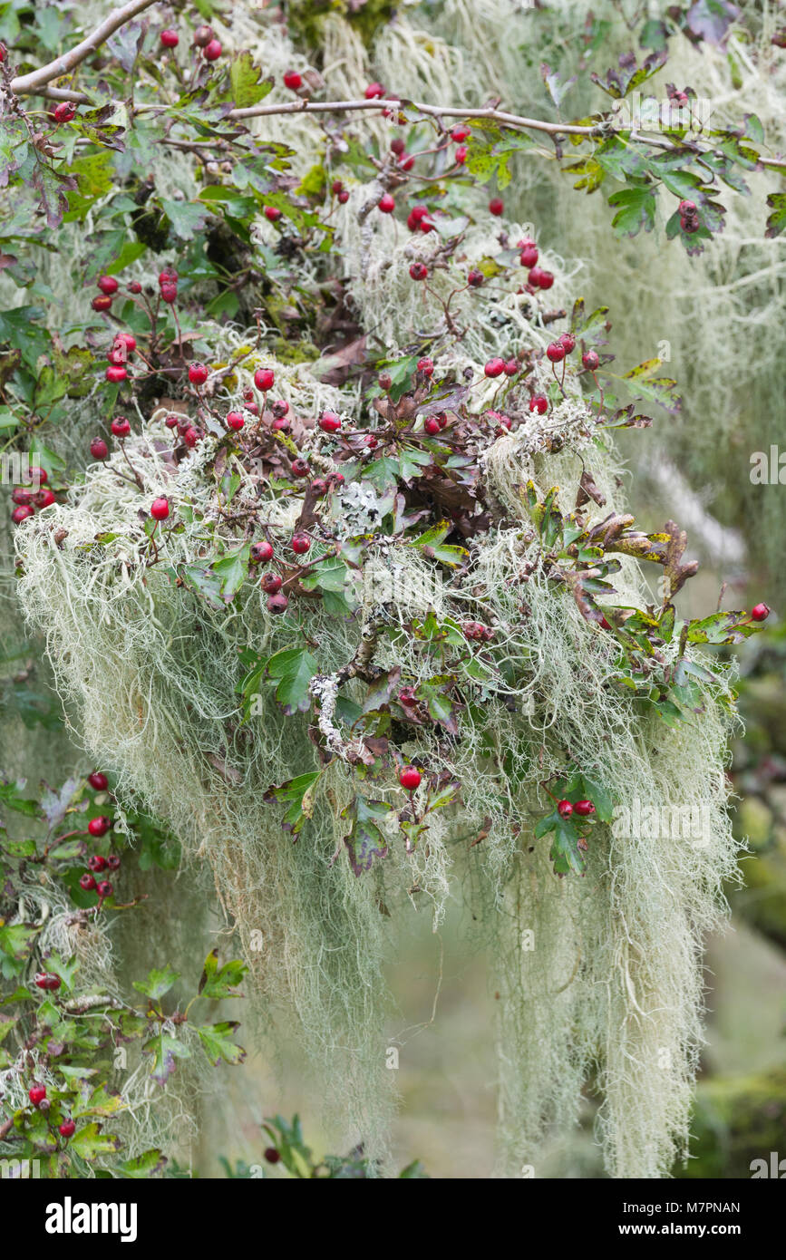 tree with red berries covered in lichen in autumn, on a hillside ...