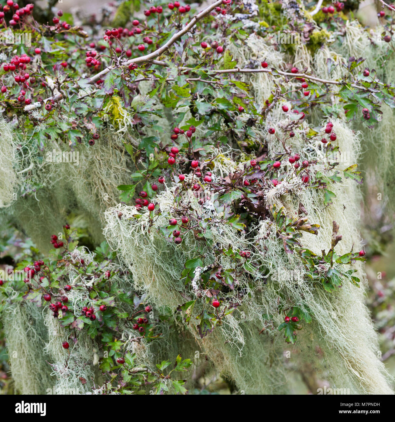 tree with red berries covered in lichen in autumn, on a hillside ...