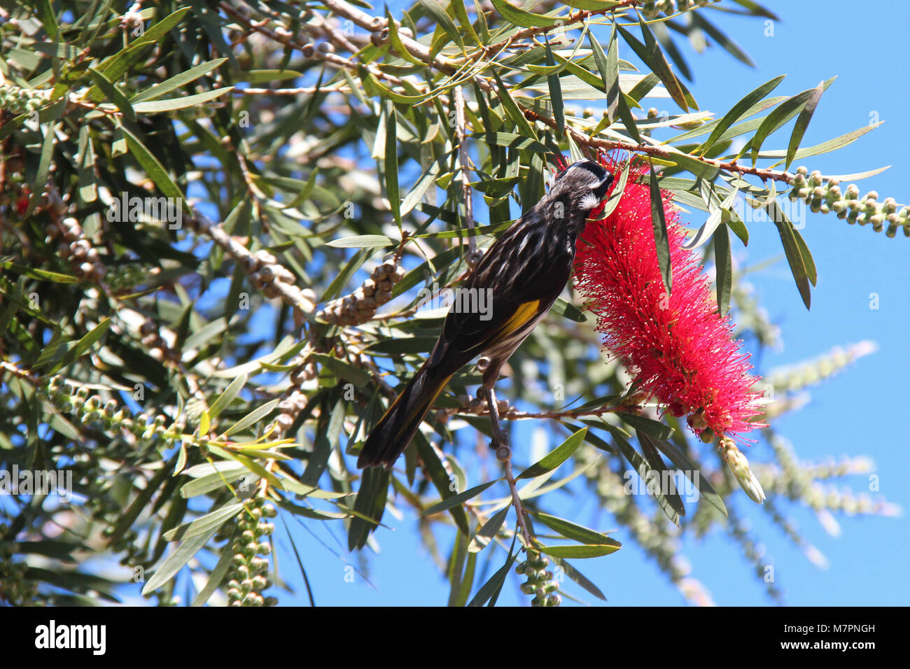 A bird in a park on Kangaroo Island (Australia Stock Photo - Alamy