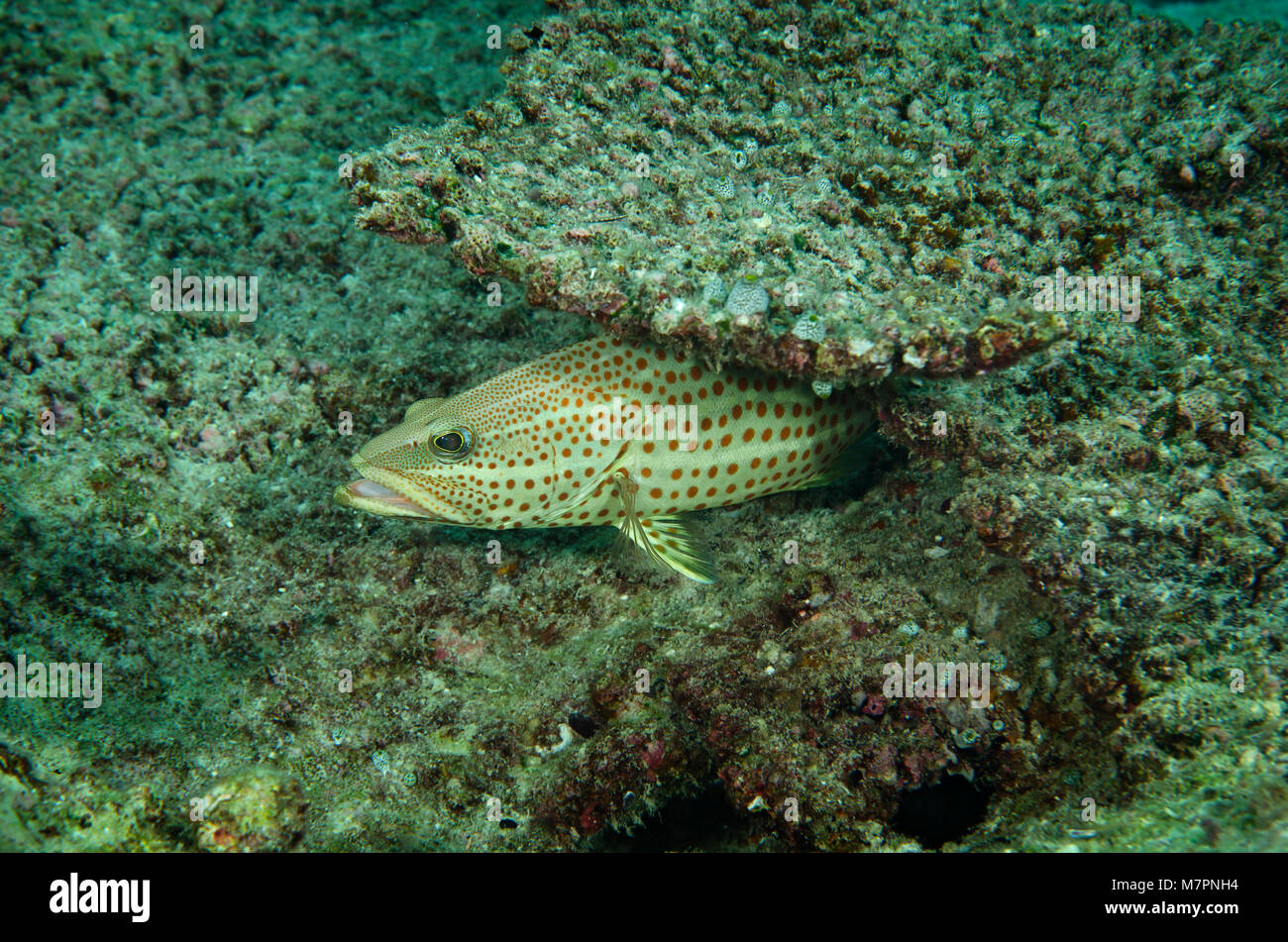 A Whitelined Rockcod, also known as a Slender Grouper, Anyperodon ...