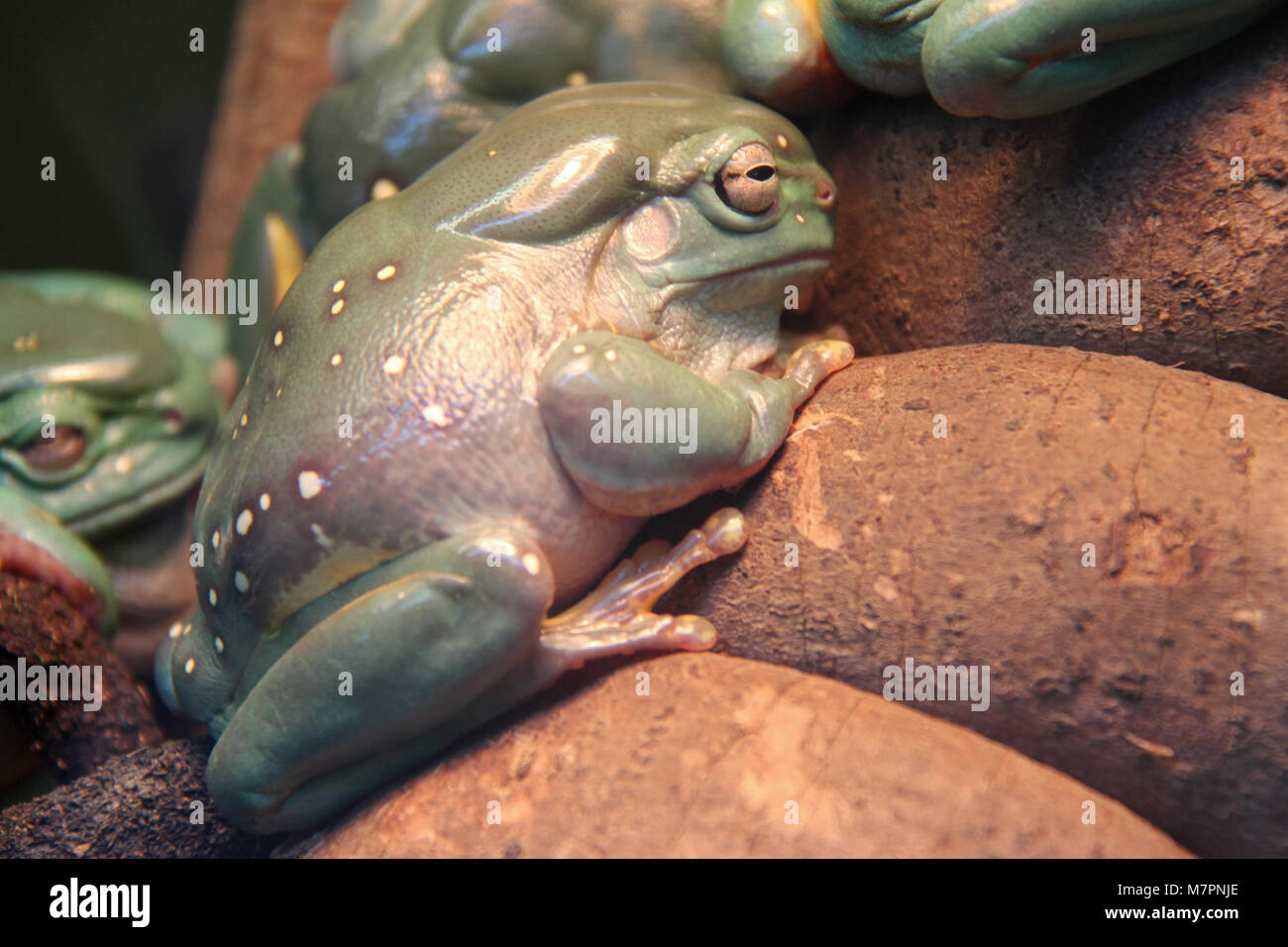 Frogs in a zoo on Kangaroo Island (Australia Stock Photo - Alamy