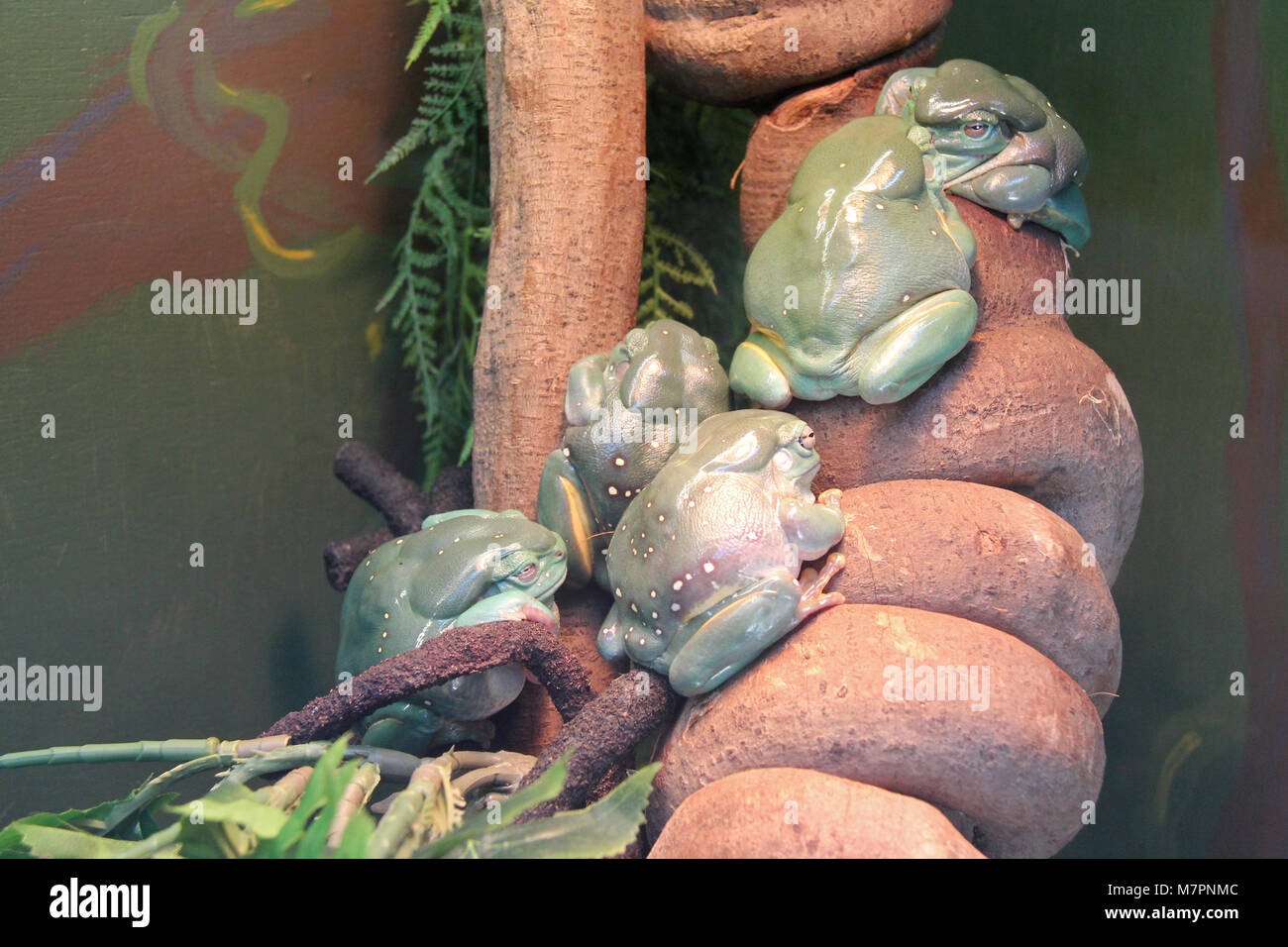 Frogs in a zoo on Kangaroo Island (Australia Stock Photo - Alamy