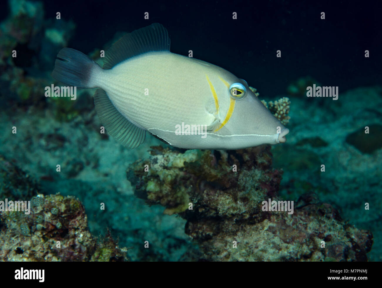 Boomerang Triggerfish, Sufflamen bursa, swimming over coral reef in ...
