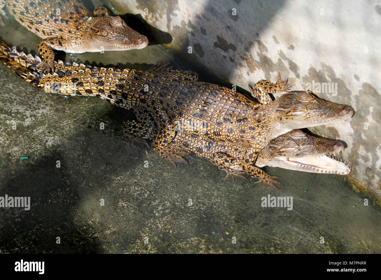 DHAKA, BANGLADESH - JANUARY 11, 2015: The country's only crocodile ...