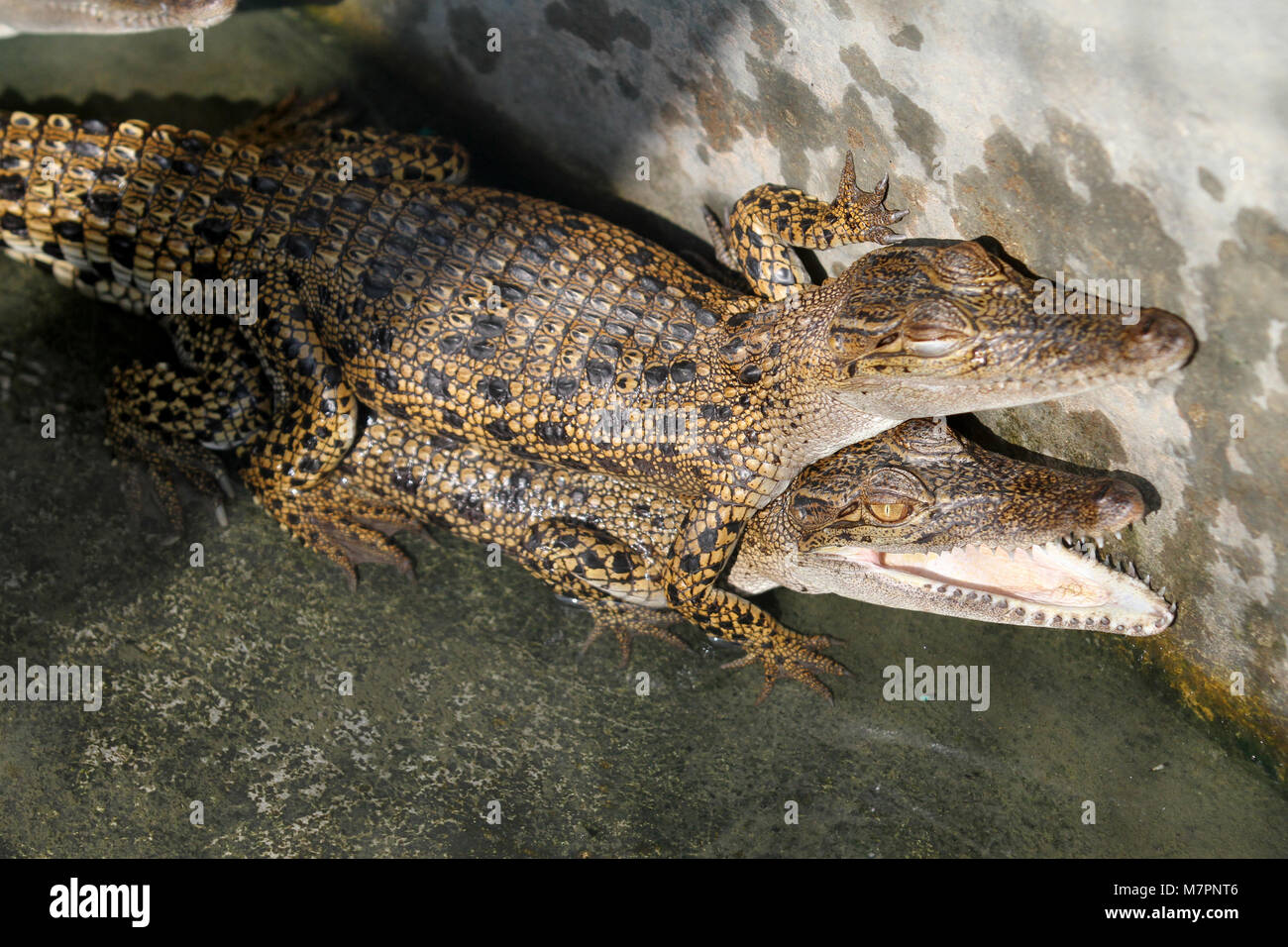 DHAKA, BANGLADESH - JANUARY 11, 2015: The country's only crocodile ...