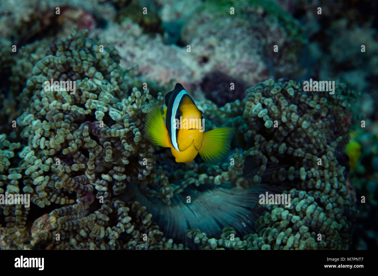 Clark's Anemonefish or Yellowtail Clownfish, Amphiprion clarkii, on ...