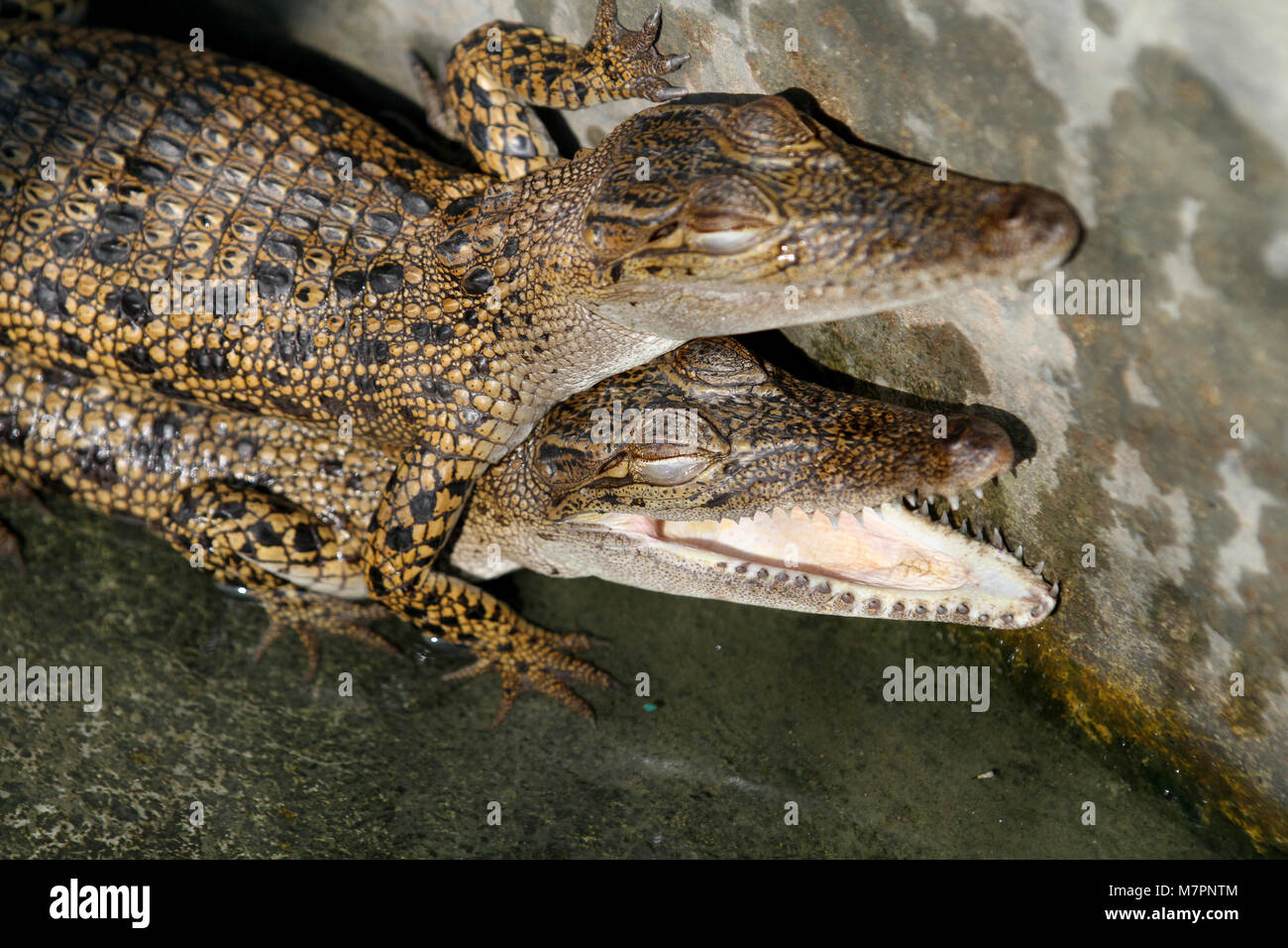 DHAKA, BANGLADESH - JANUARY 11, 2015: The country's only crocodile ...