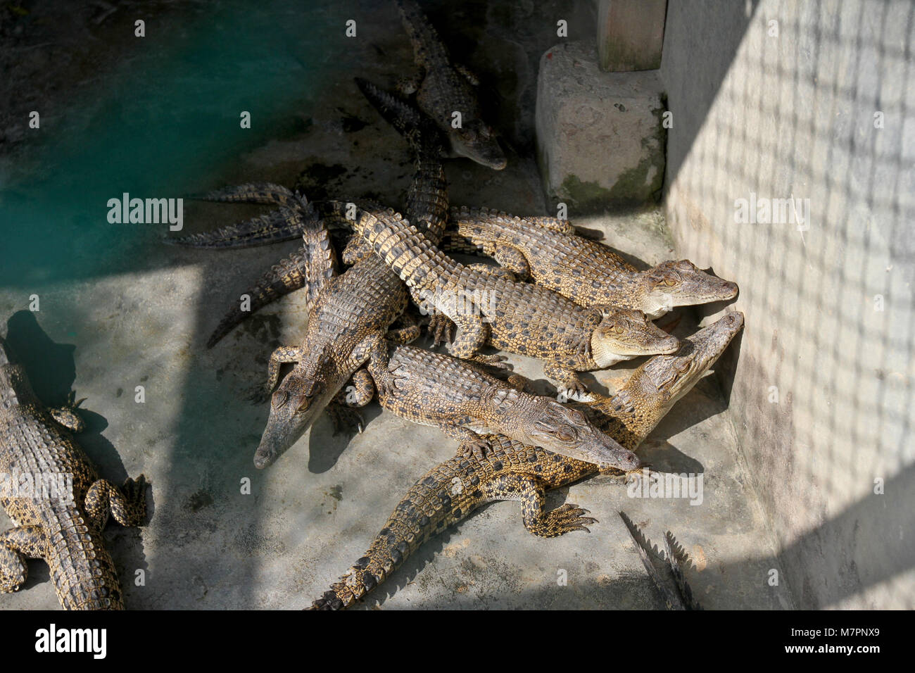 DHAKA, BANGLADESH - JANUARY 11, 2015: The country's only crocodile ...