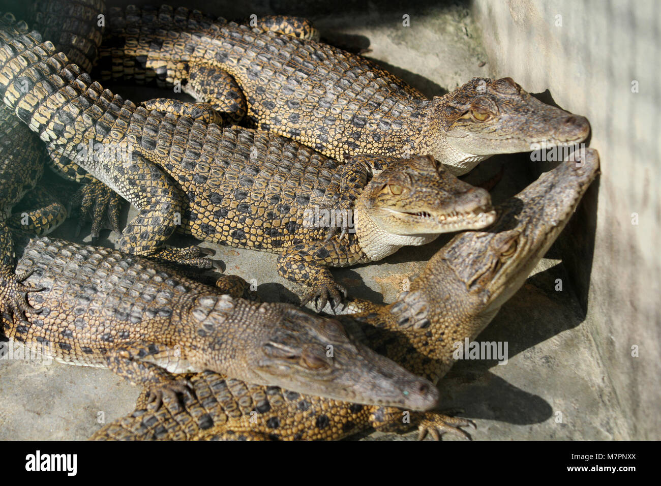DHAKA, BANGLADESH - JANUARY 11, 2015: The country's only crocodile ...