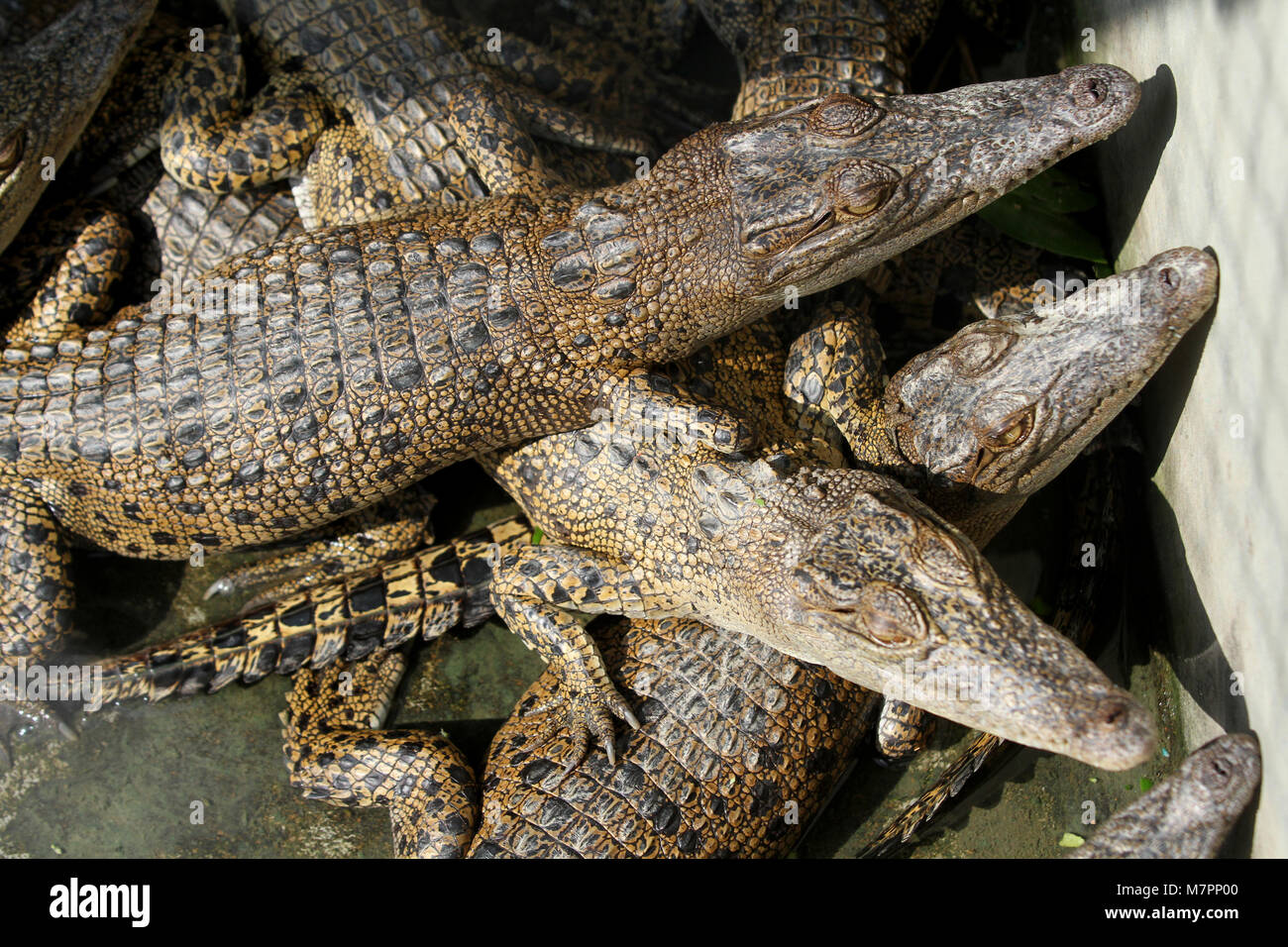 DHAKA, BANGLADESH - JANUARY 11, 2015: The country's only crocodile ...