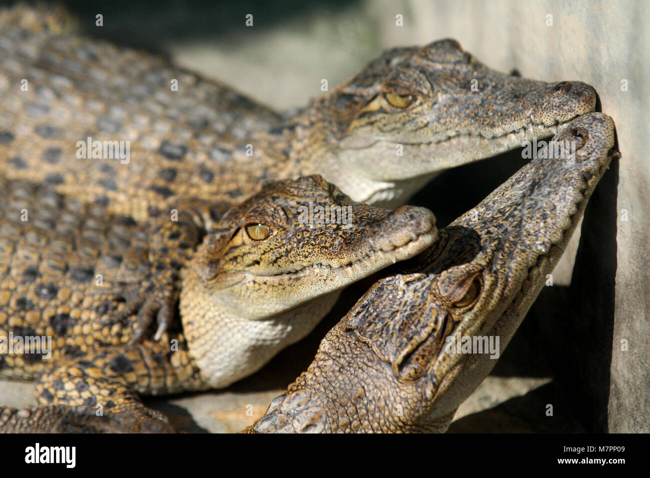 DHAKA, BANGLADESH - JANUARY 11, 2015: The country's only crocodile ...