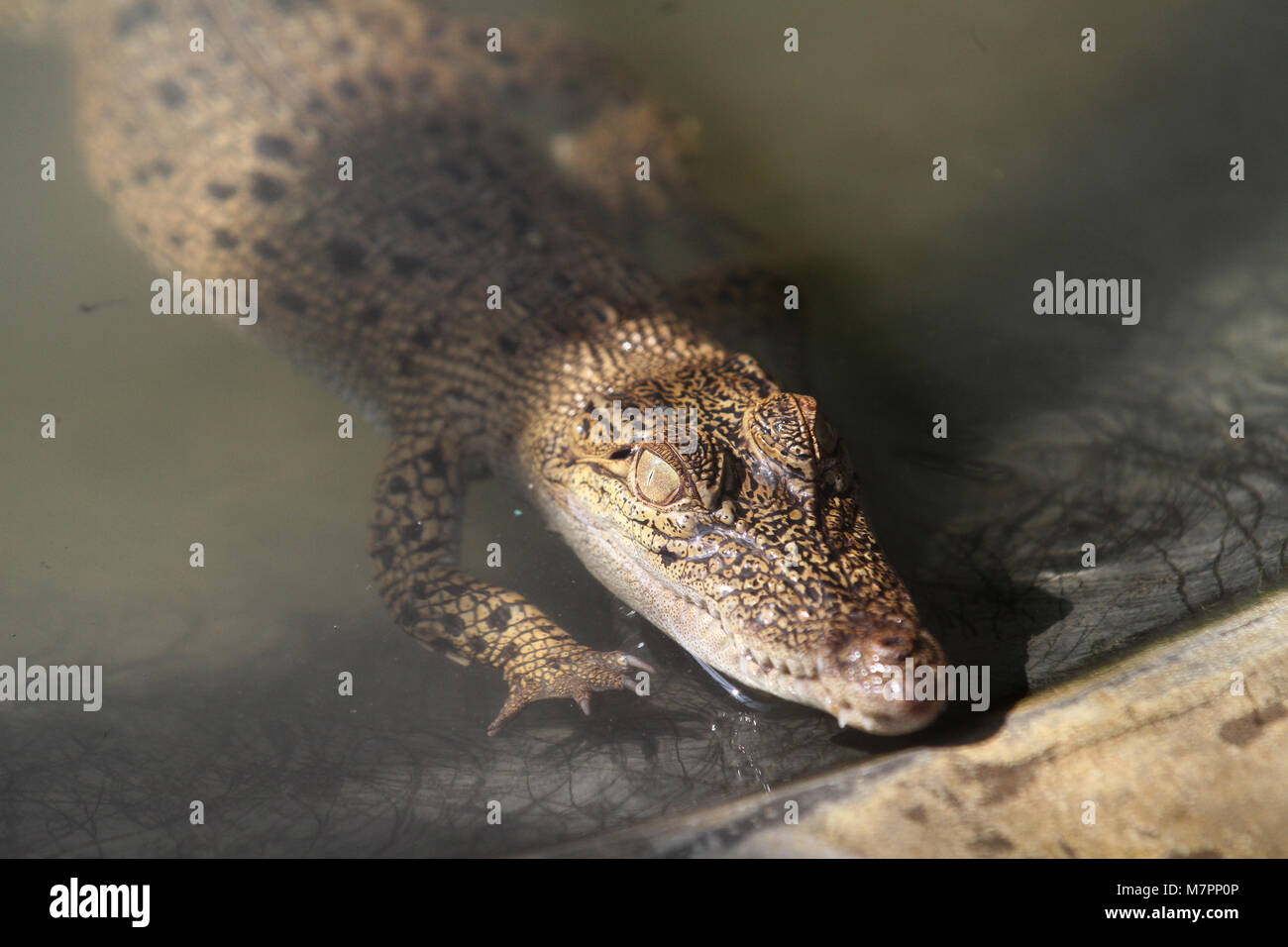 DHAKA, BANGLADESH - JANUARY 11, 2015: The country's only crocodile ...
