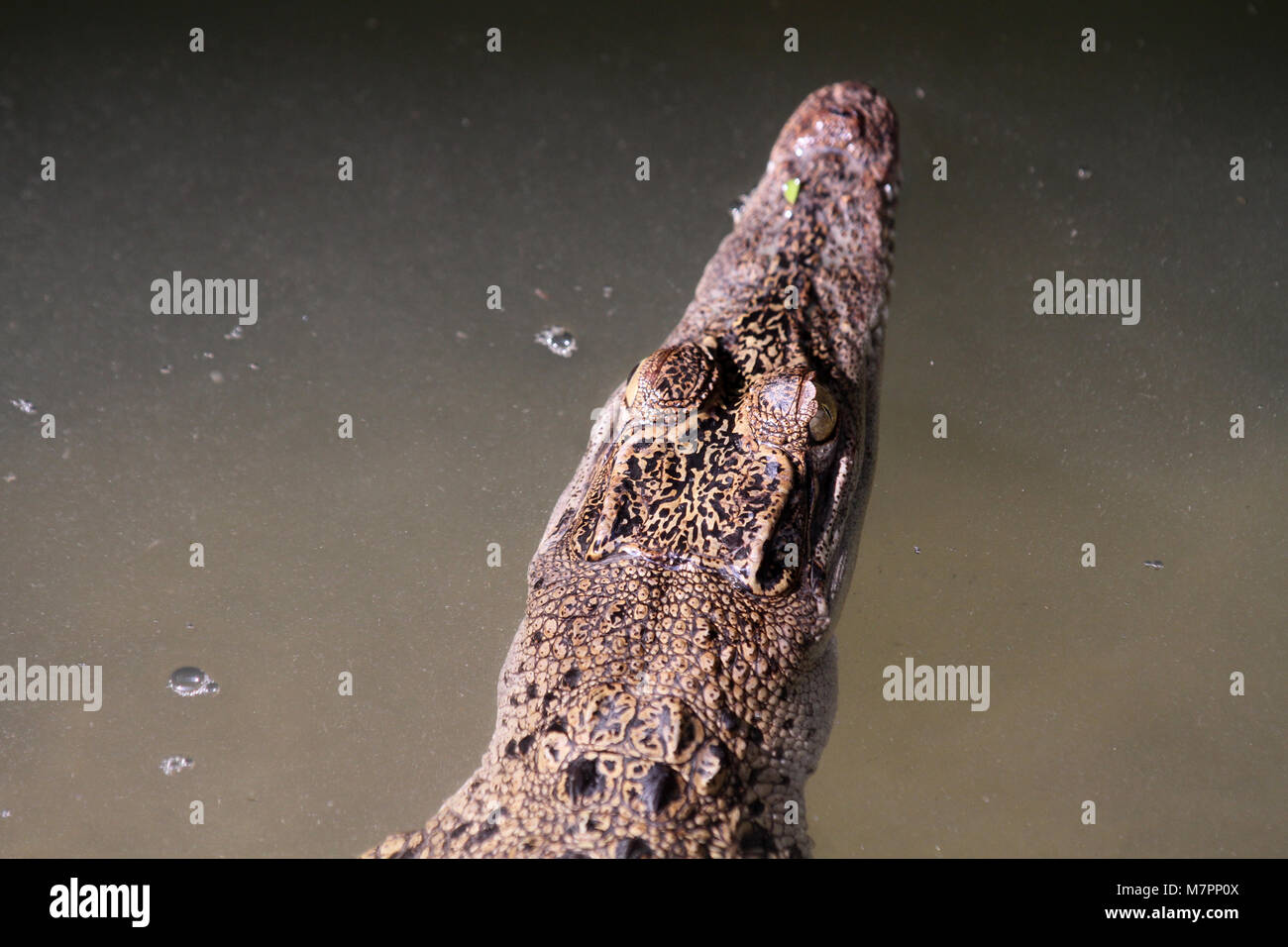 DHAKA, BANGLADESH - JANUARY 11, 2015: The country's only crocodile ...