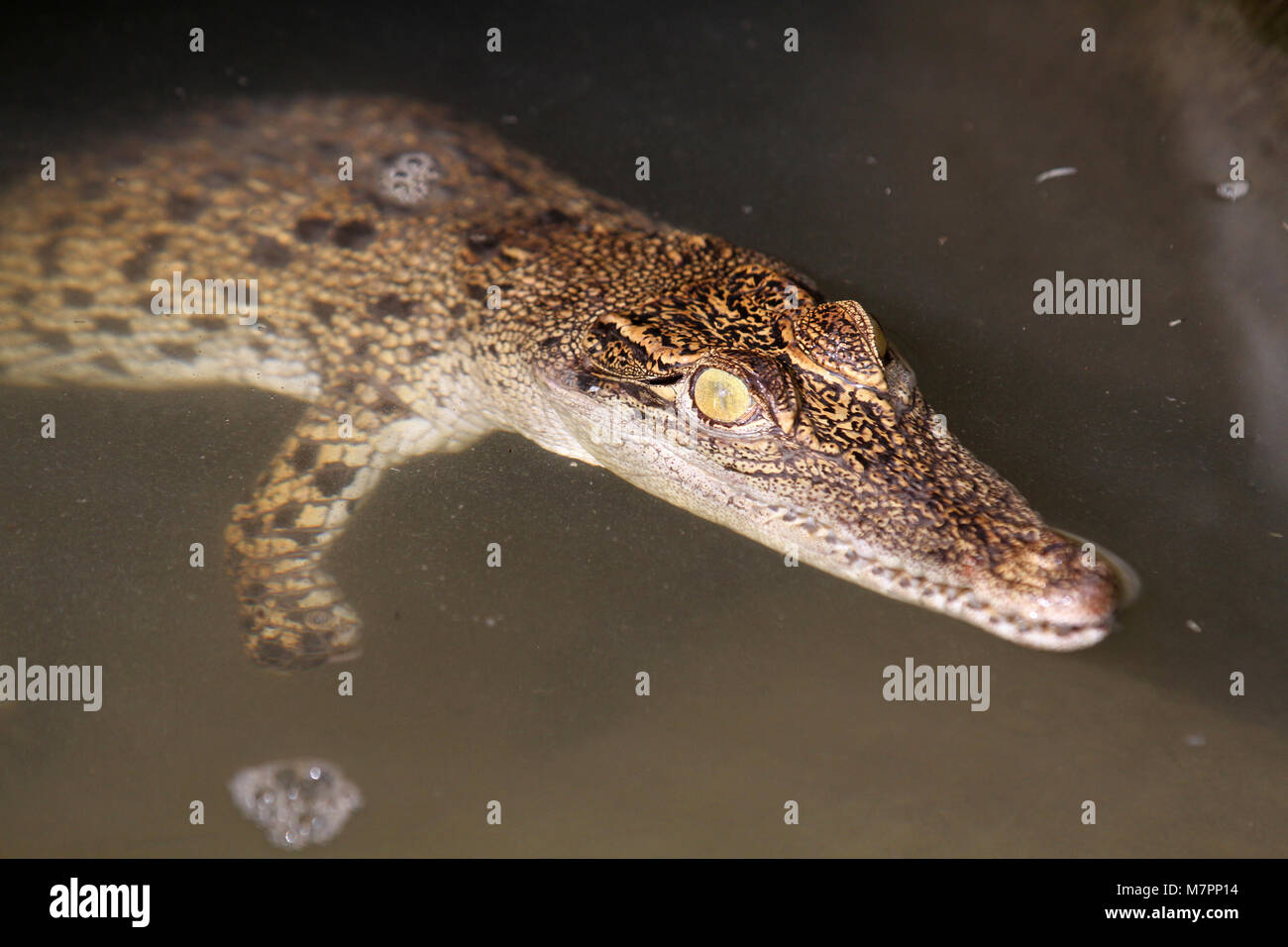 DHAKA, BANGLADESH - JANUARY 11, 2015: The country's only crocodile ...