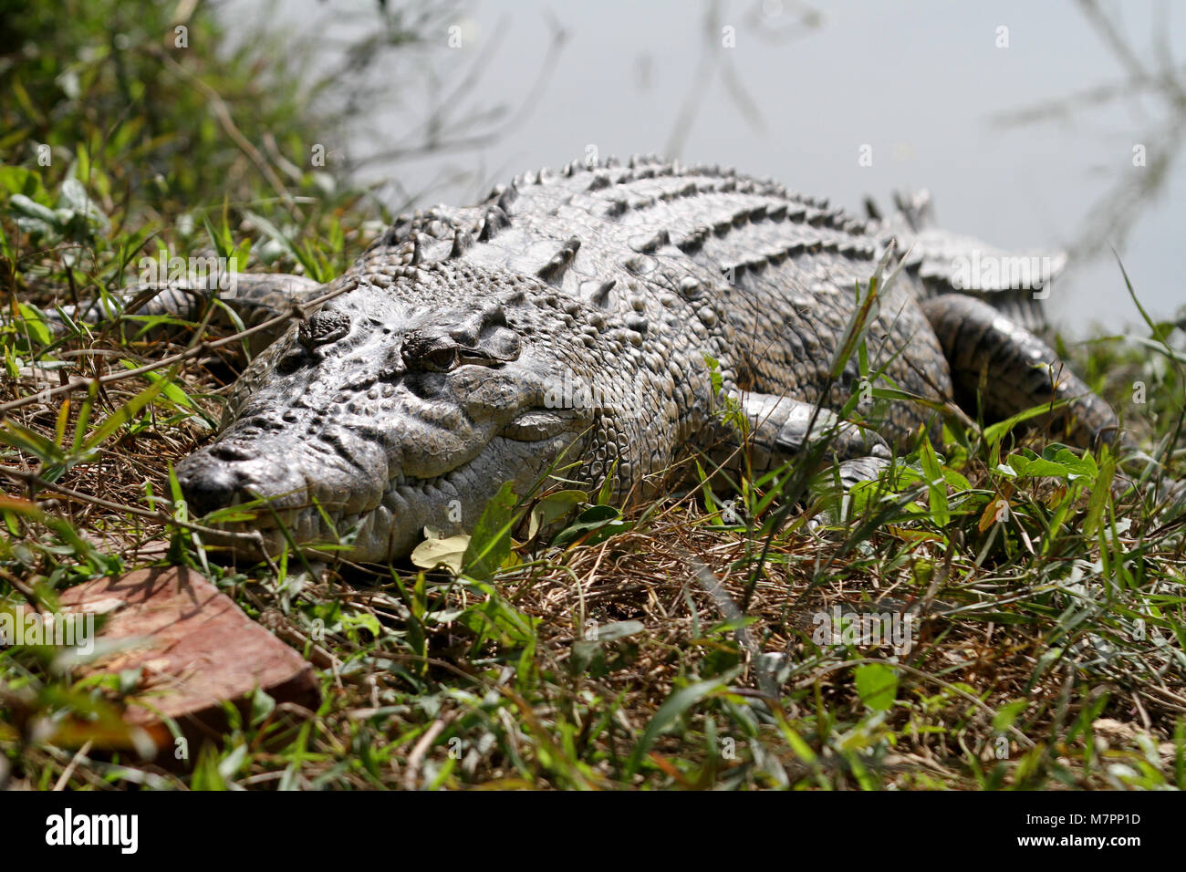 DHAKA, BANGLADESH - JANUARY 11, 2015: The country's only crocodile ...