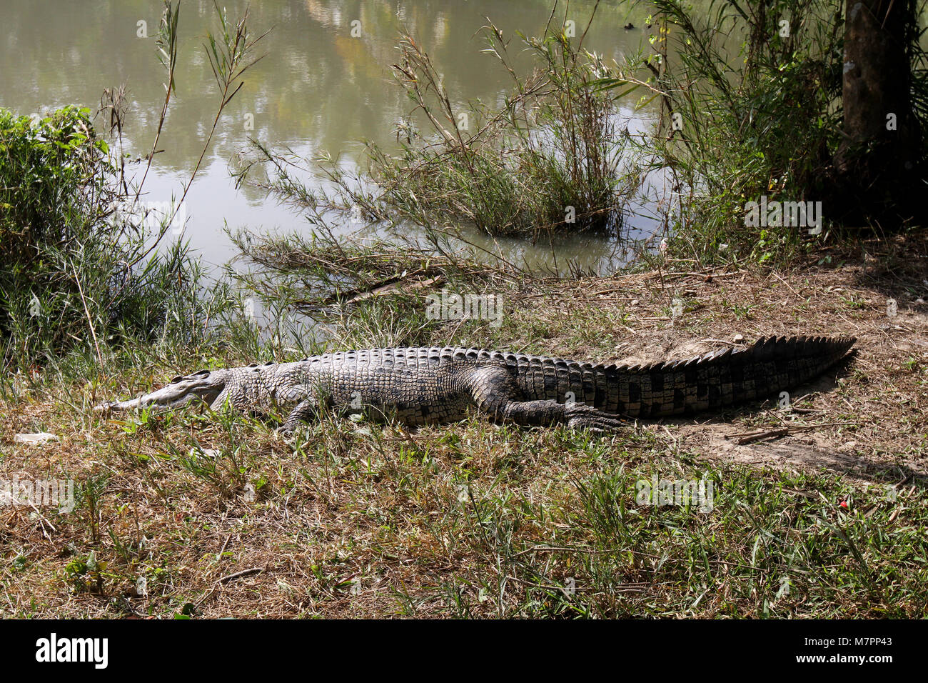 DHAKA, BANGLADESH - JANUARY 11, 2015: The country's only crocodile ...