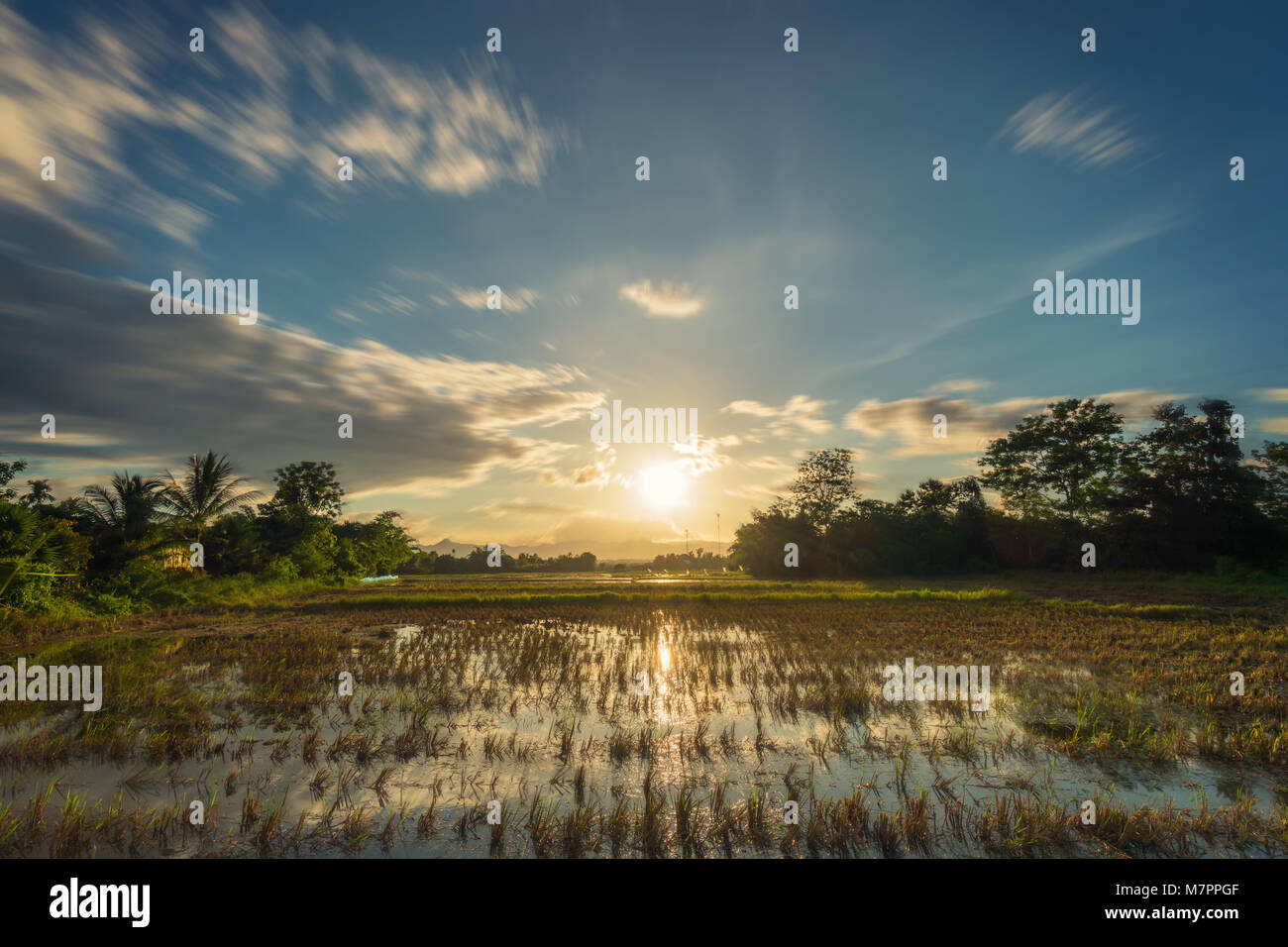 Long exposure landscape with clouds moving rice field and sunset Stock ...