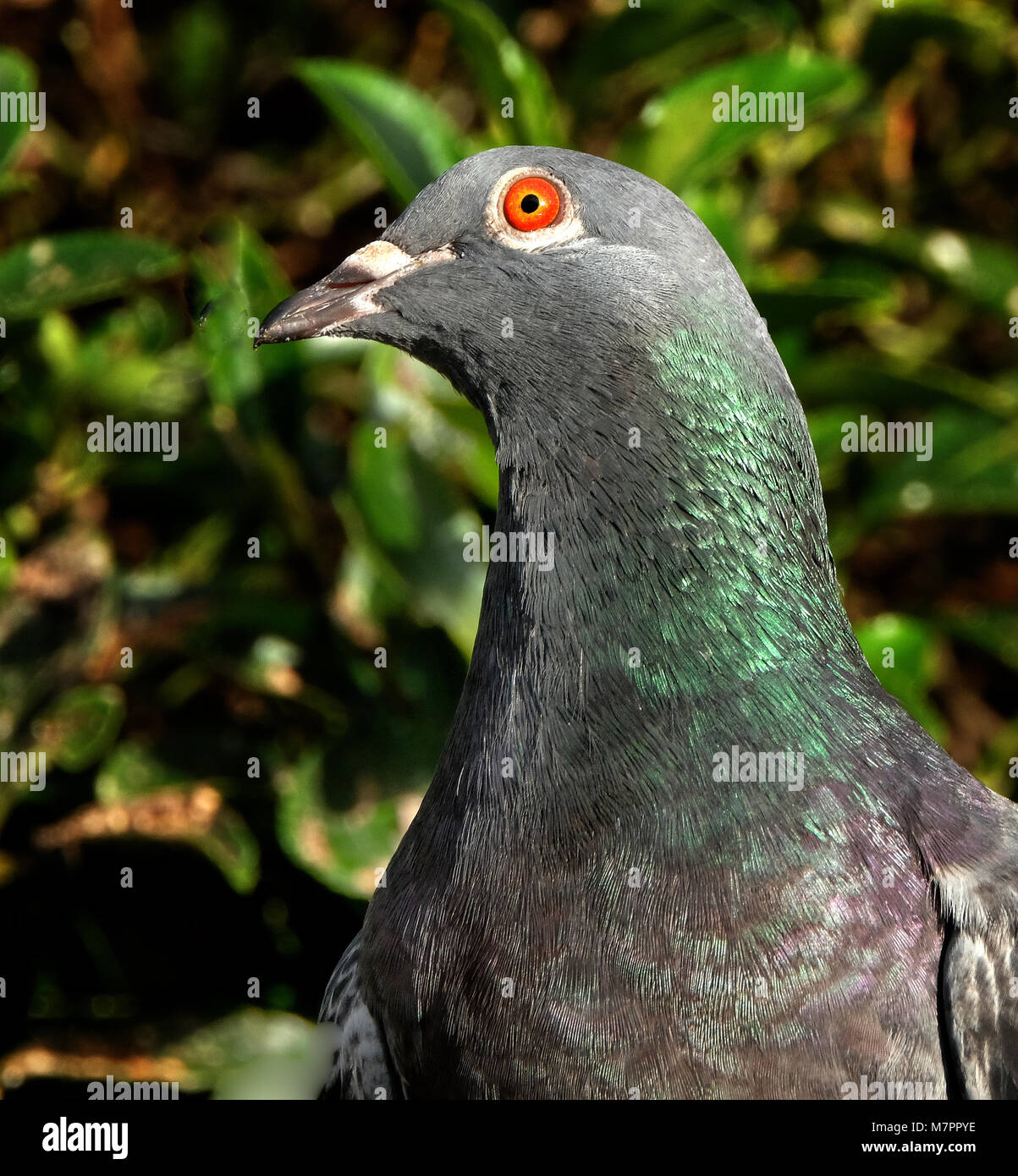 Feral pigeons feeding in winter in urban house garden Stock Photo - Alamy