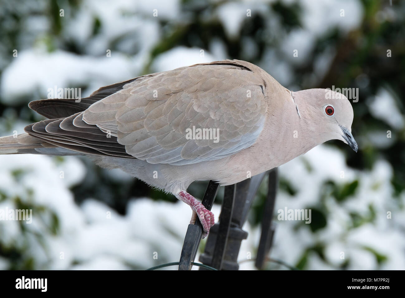 Ring Neck Dove High Resolution Stock Photography and Images - Alamy