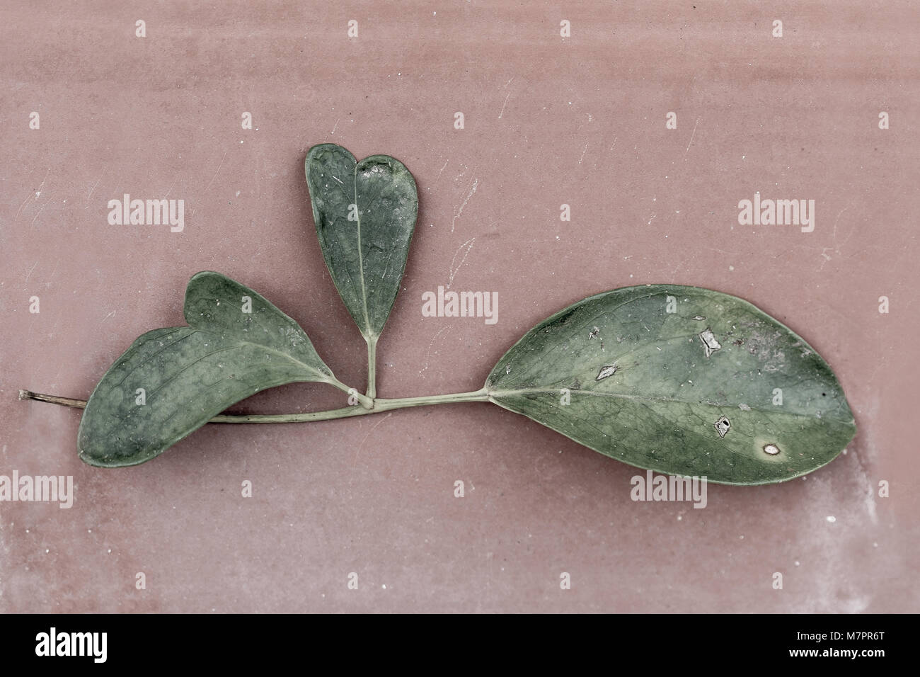 Hojas de corazones hi-res stock photography and images - Alamy