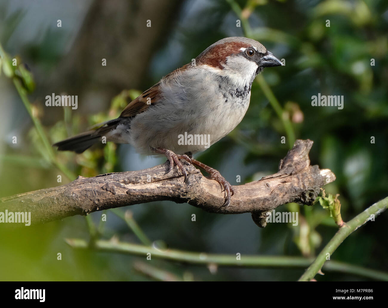 House Sparrows in urban garden feeding in cold winter conditions Stock ...