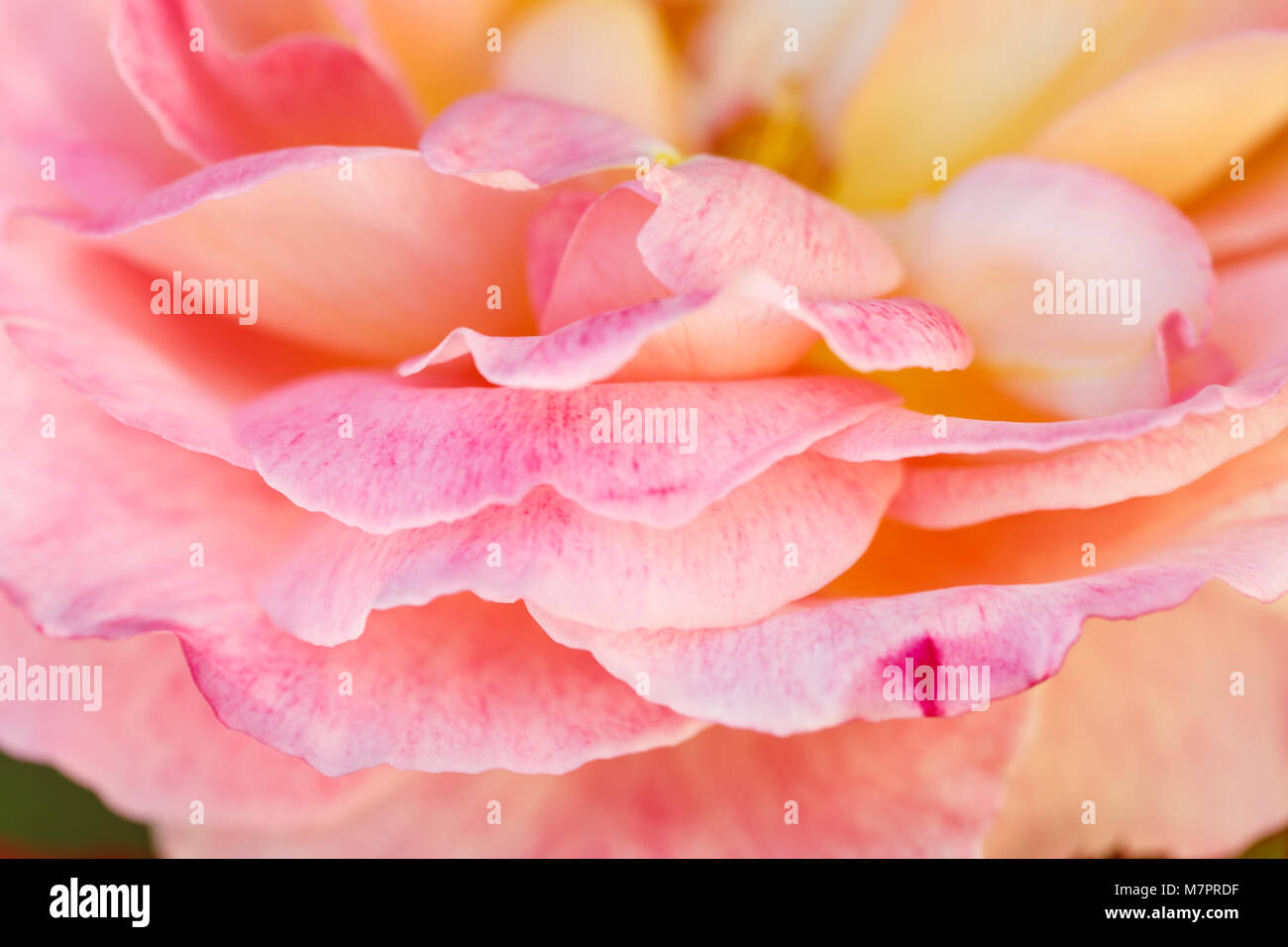 Rose petals from close up Stock Photo - Alamy