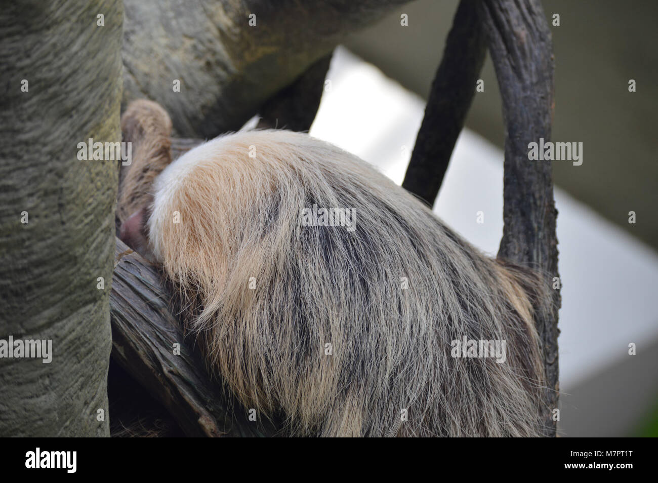 Sloth tree hi-res stock photography and images - Alamy