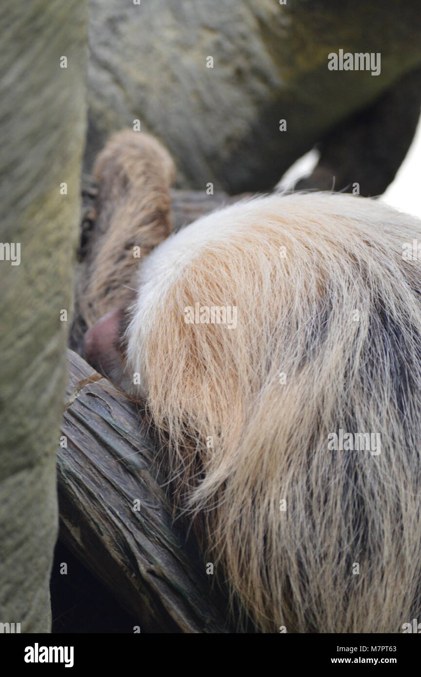 Sloth tree hi-res stock photography and images - Alamy