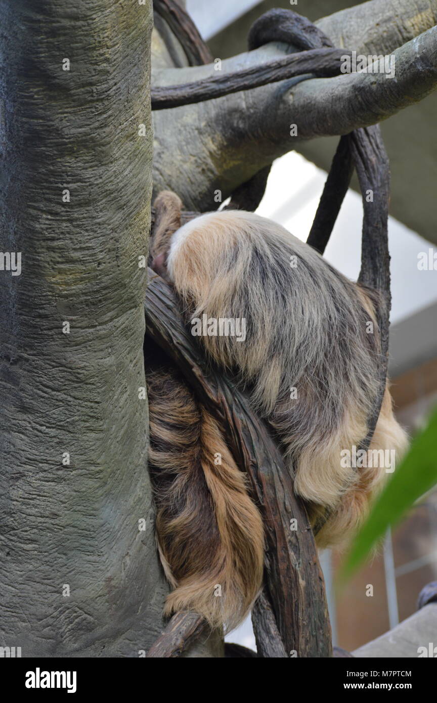Sloth tree hi-res stock photography and images - Alamy