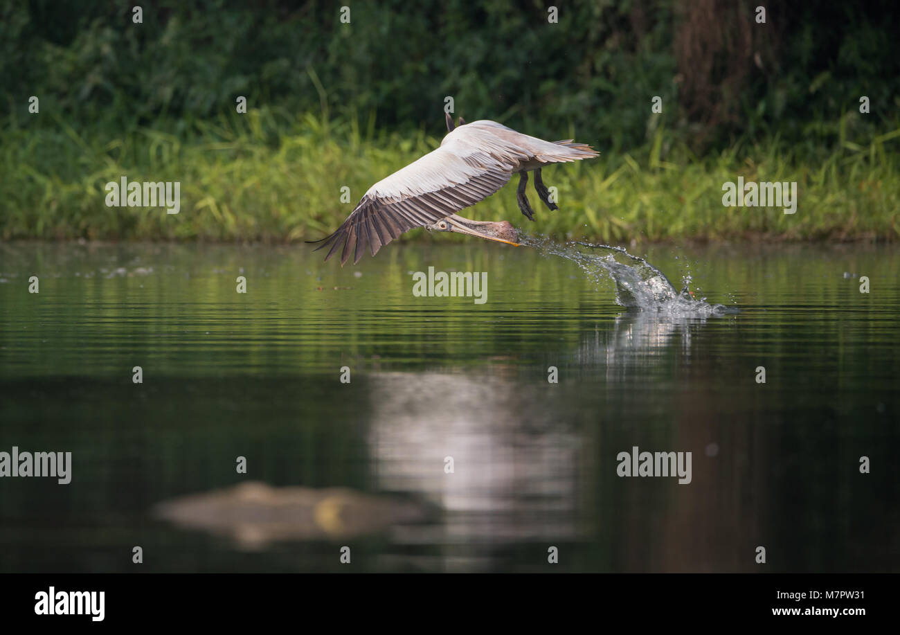 Spot-Billed Grey Pelican (Pelecanus philippensis) near lake trying to ...