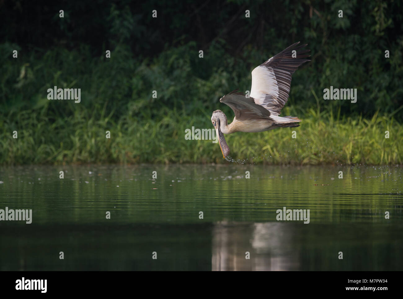Spot-Billed Grey Pelican (Pelecanus philippensis) near lake trying to ...