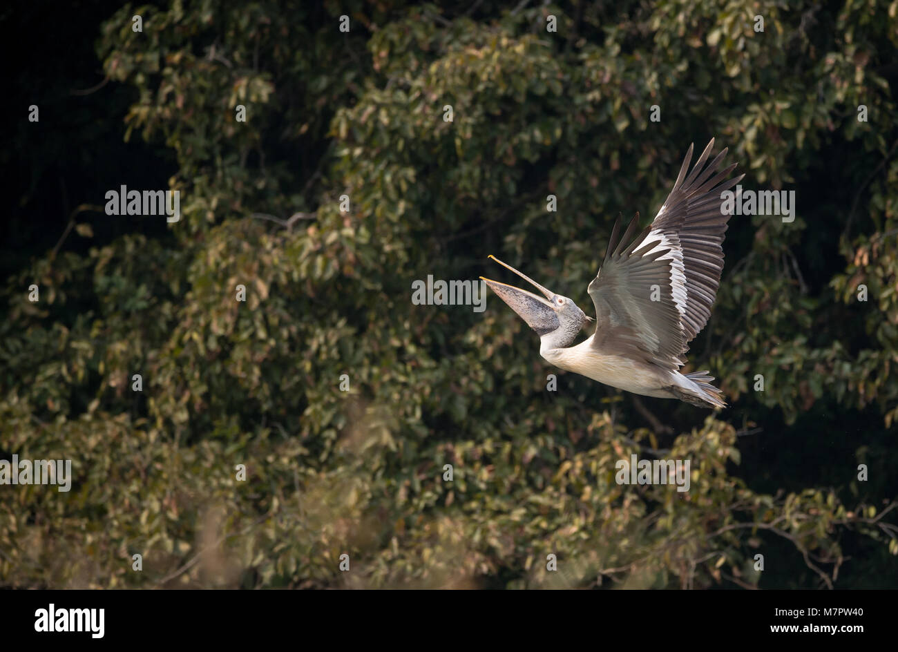 Spot-Billed Grey Pelican (Pelecanus philippensis) near lake trying to ...