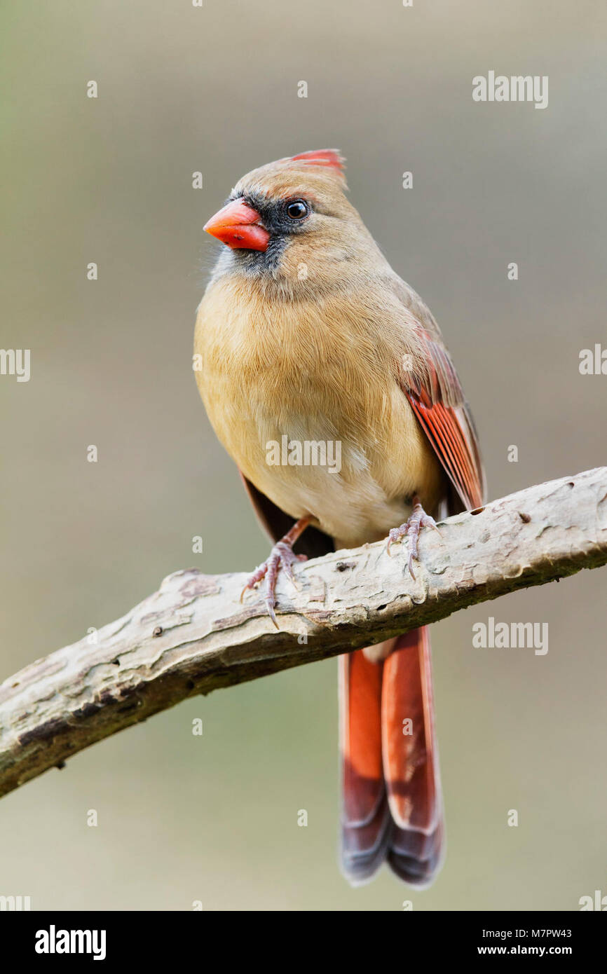 Subtle Girl Though far less vibrant than the male, the female Northern ...