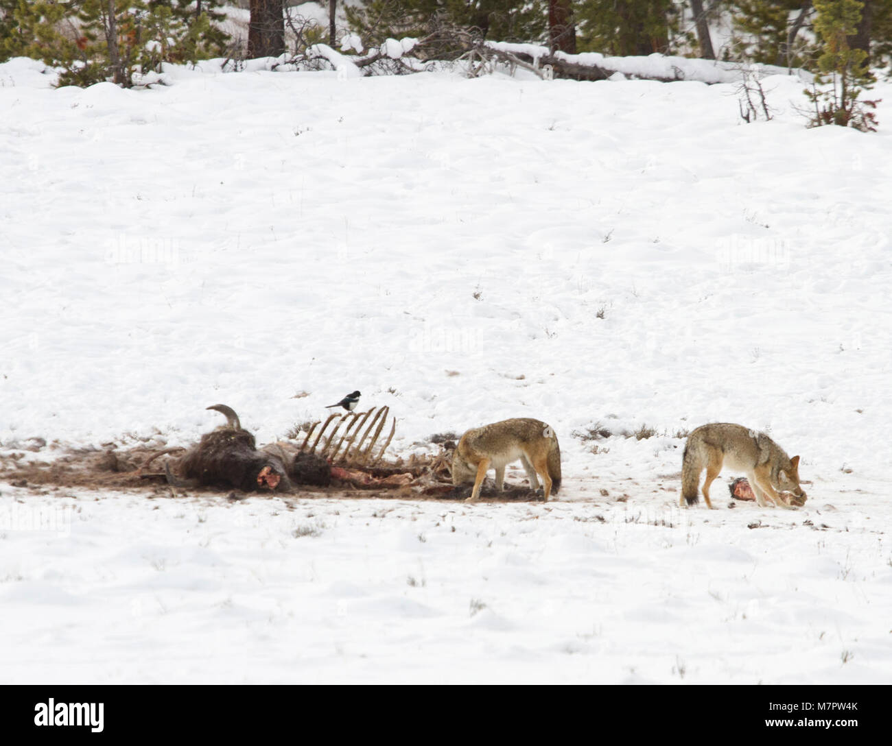 Coyotes feeding on bison carcass Coyotes on bison carcass in Lower ...